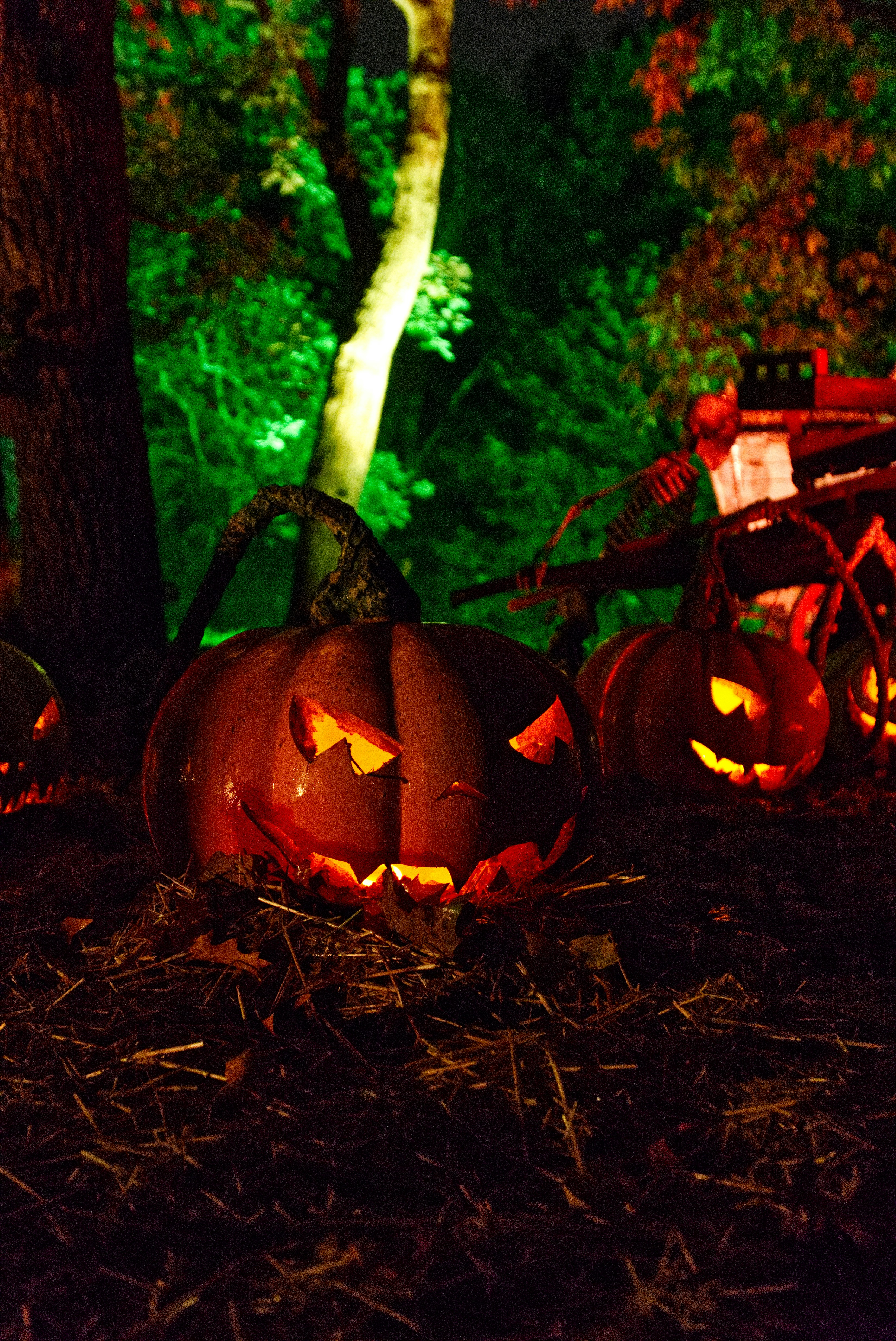 Amber Glows in the Pines: A Halloween Pumpkin Lantern Scene