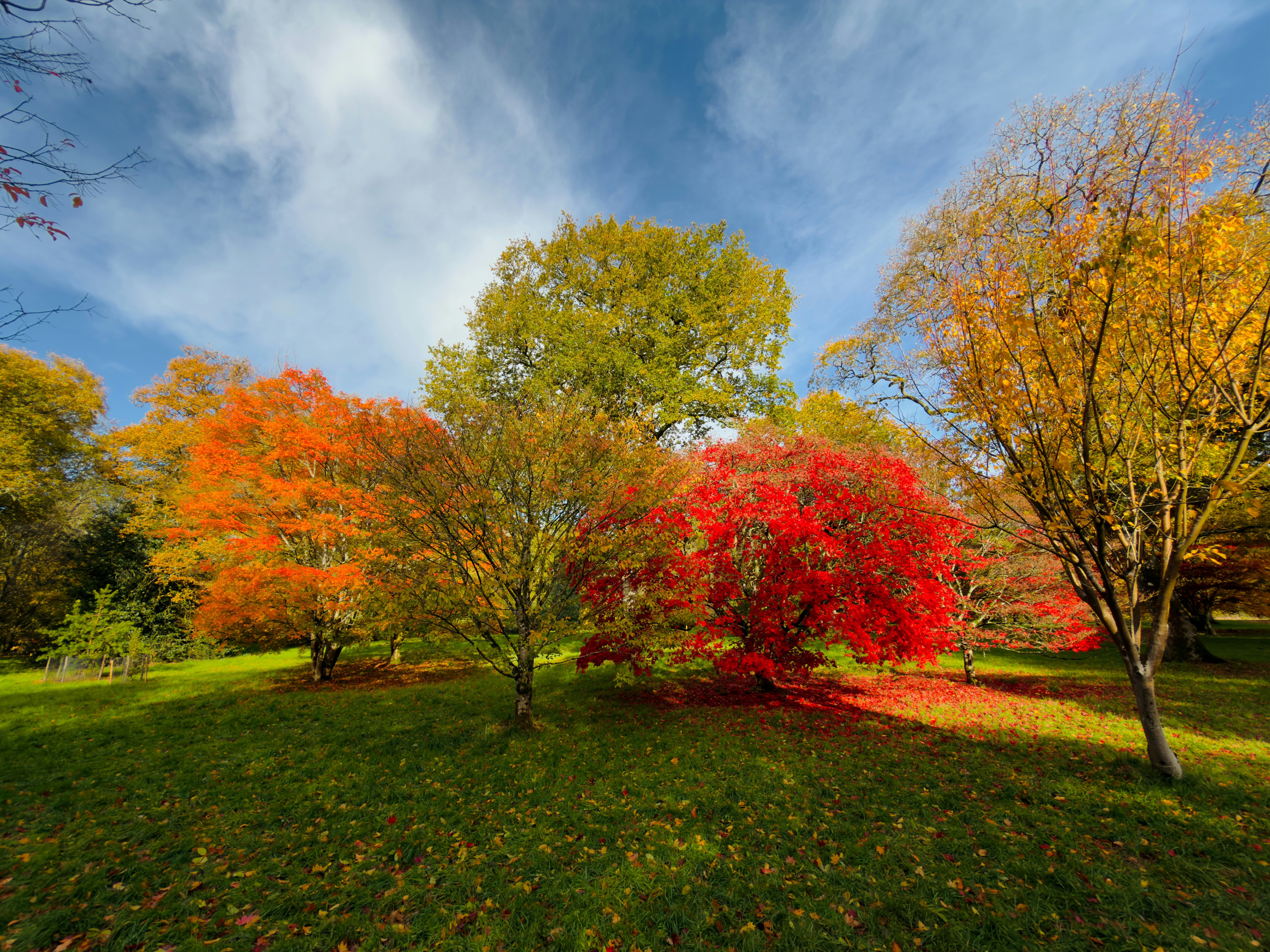 Autumn's Vibrant Tapestry
