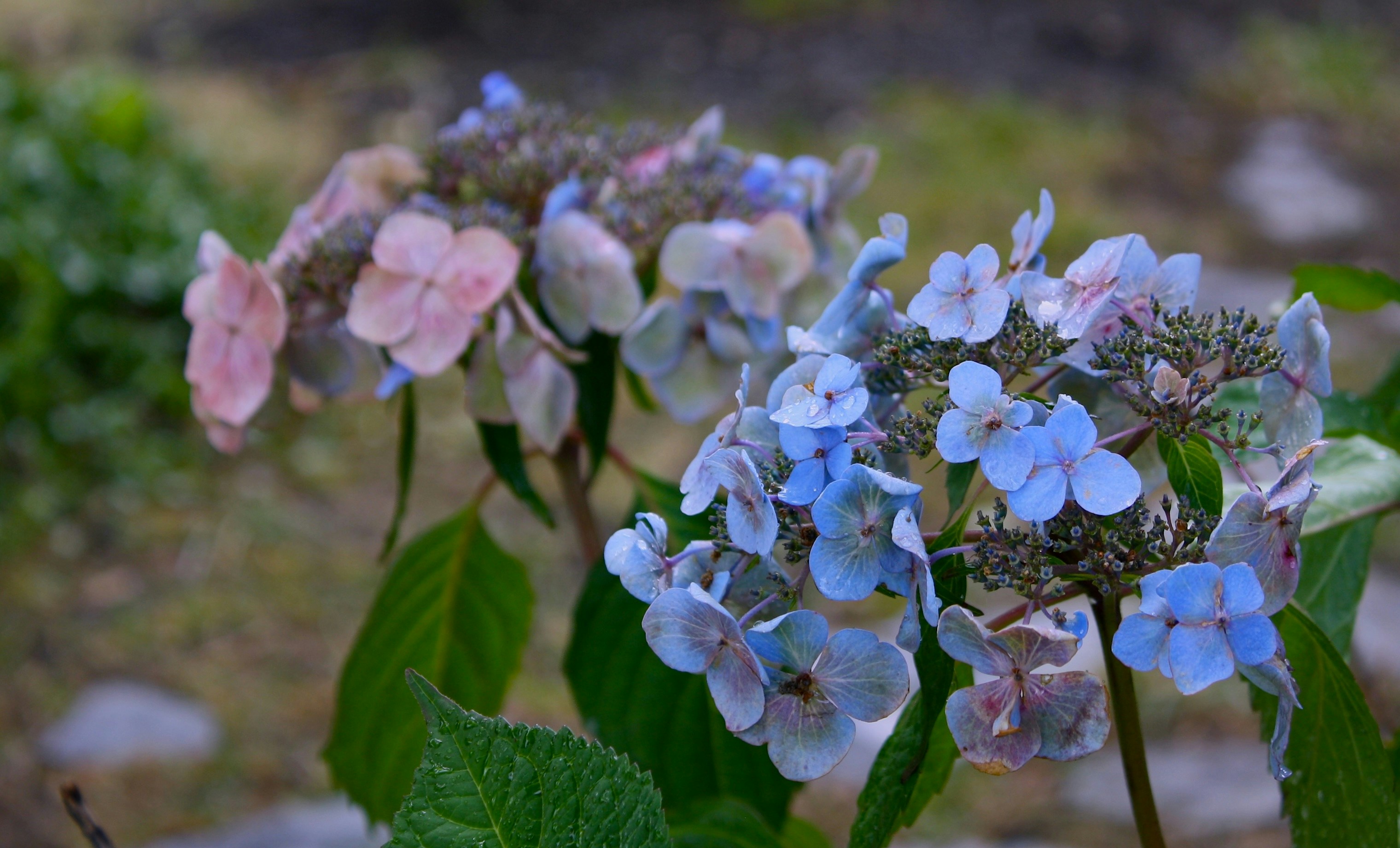 Pastel Hydrangea Bouquet in Soft Garden Light