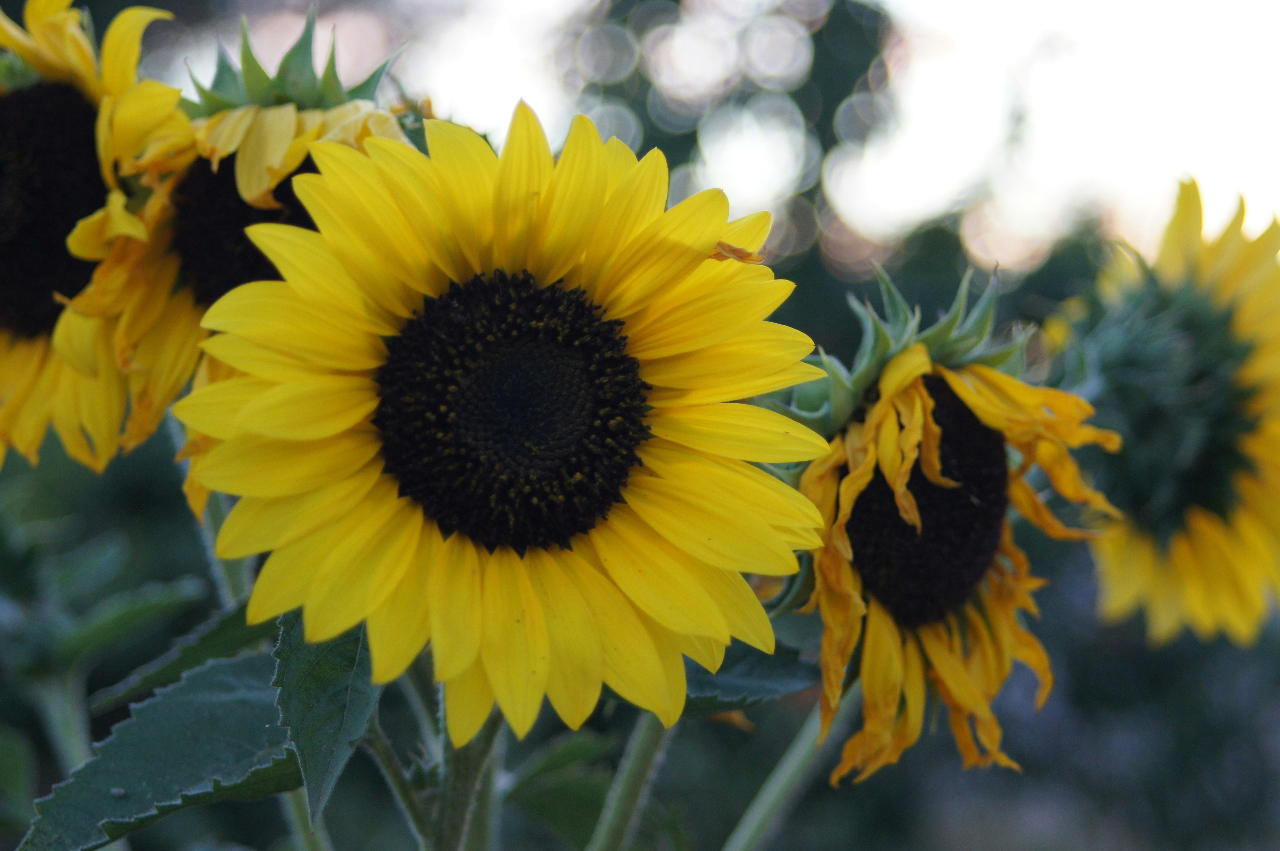 Photo by Anna Heitmann with Sony A580