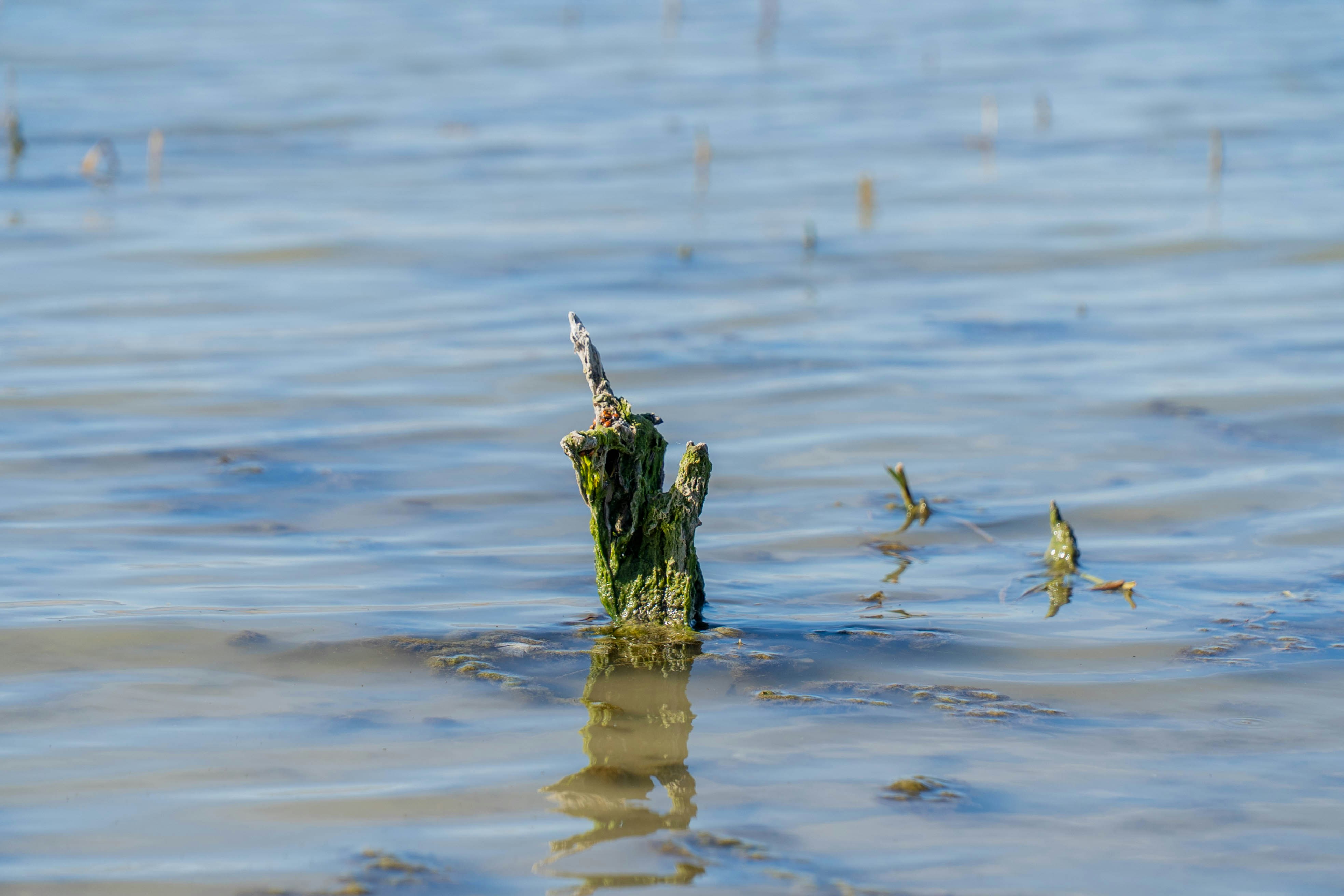 Weathered stump emerging from calm water, surrounded by subtle aquatic vegetation. A testament to nature's enduring spirit.