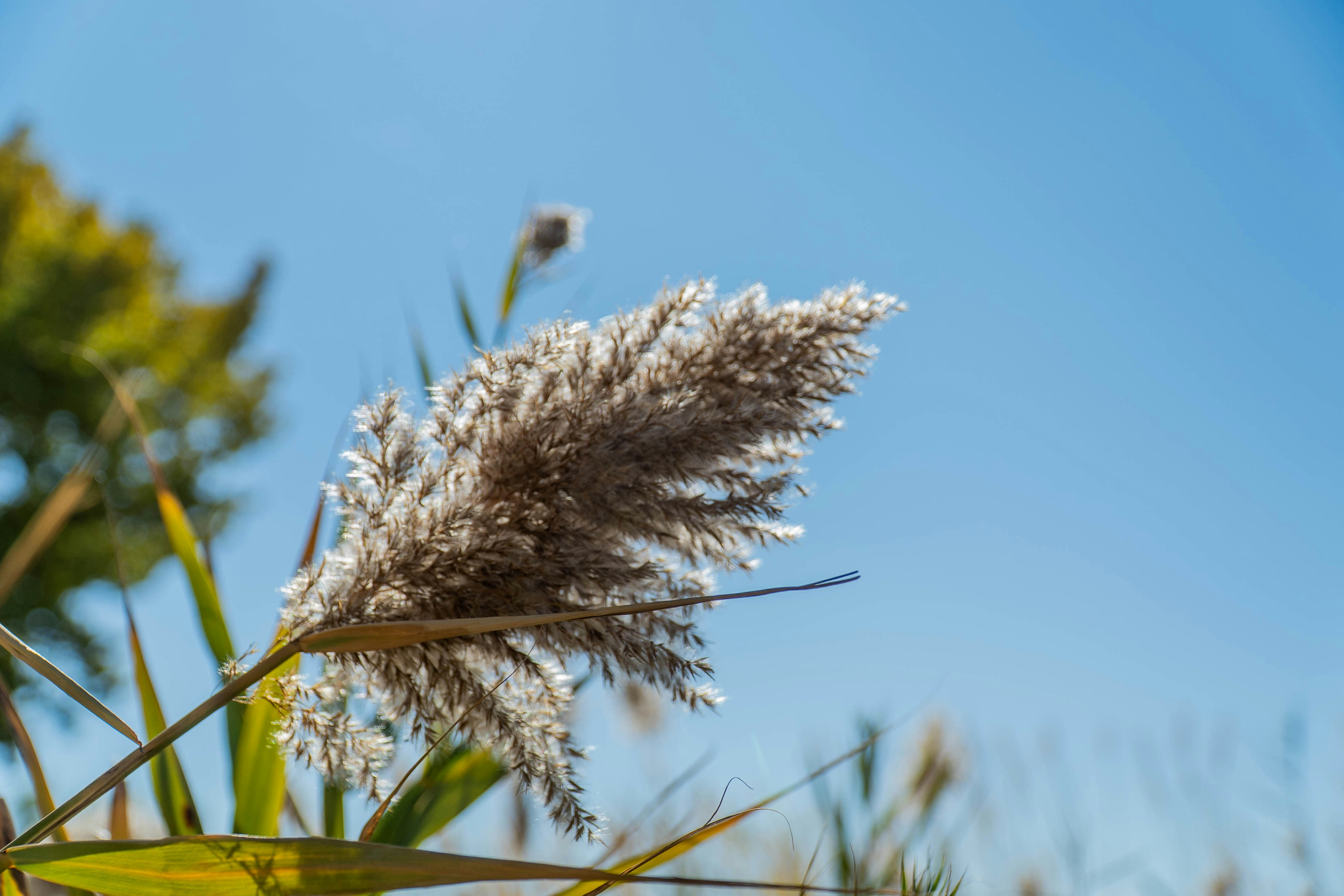 Whispers of the Meadow