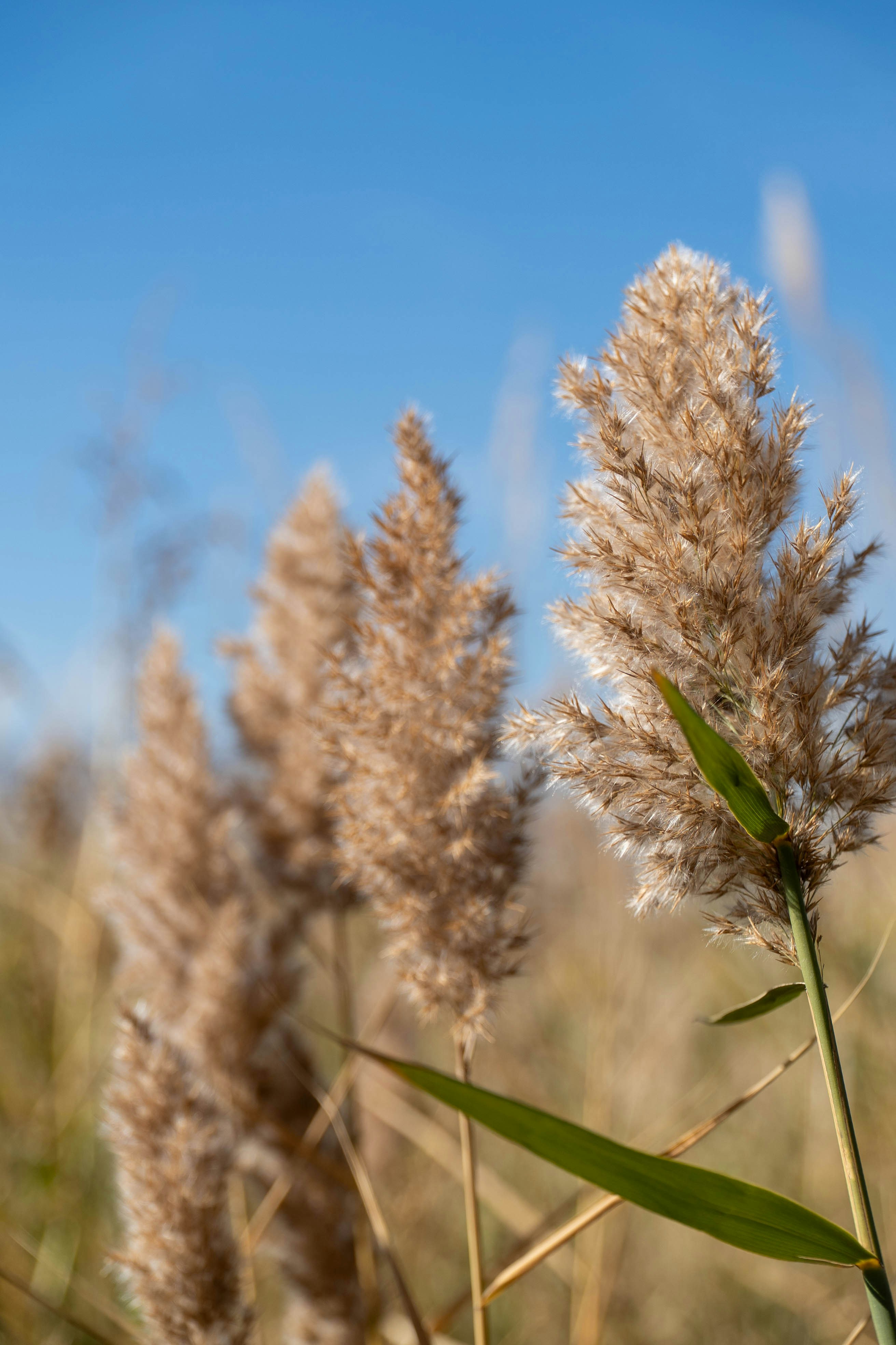 Whispers of the Wild: The Elegance of Pampas Grass