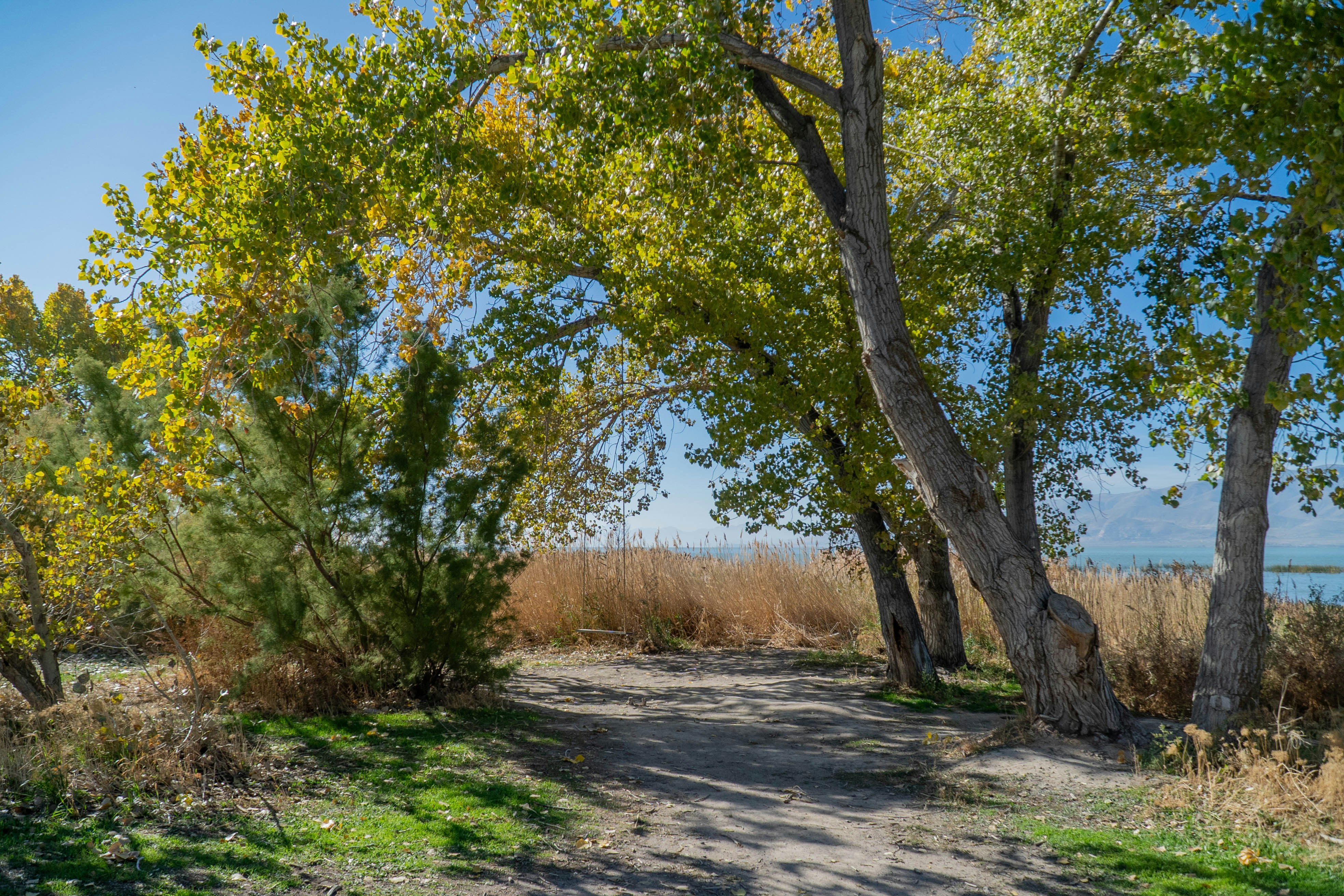 Dappled Pathway Between Sunlit Trees Toward a Distant Horizon