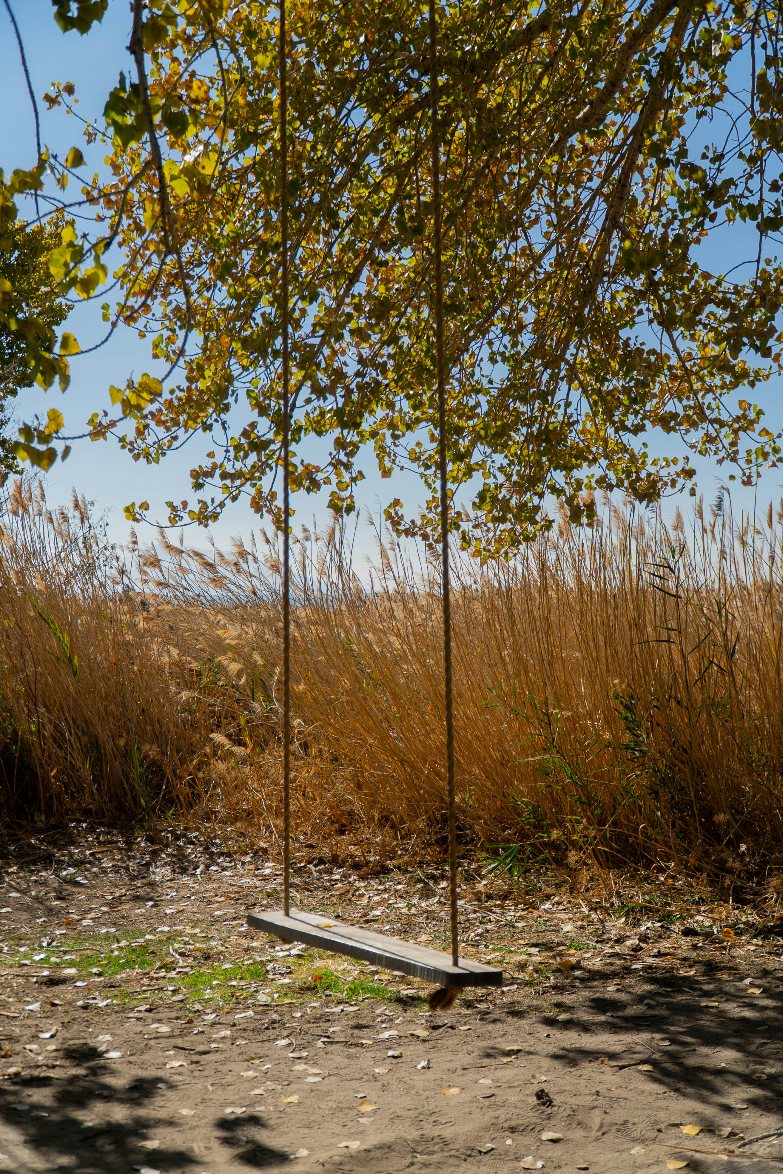 A wooden swing hangs from a tree, surrounded by golden grasses and dappled sunlight filtering through leaves. The serene setting invites reflection.