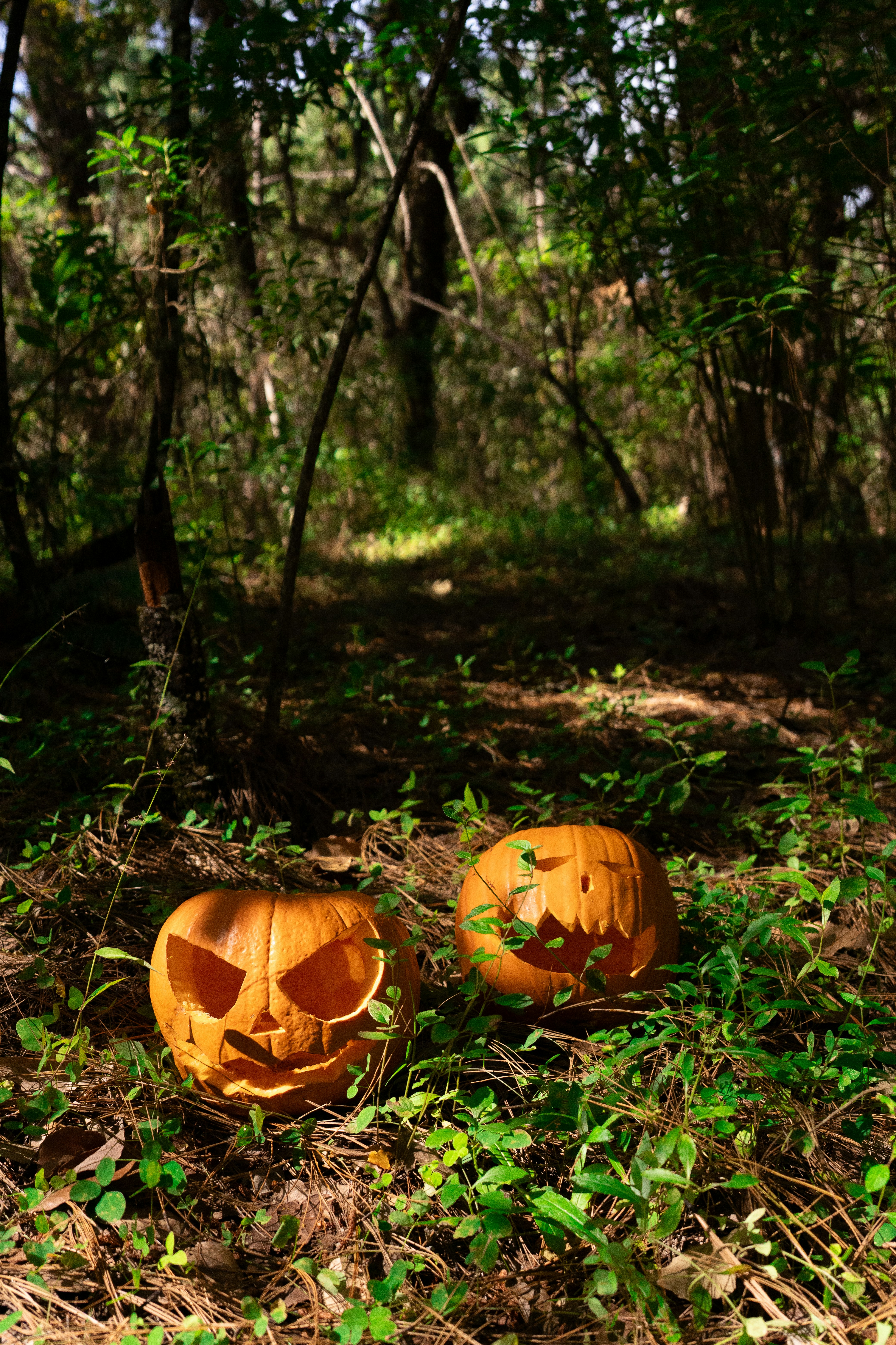 Dappled Light on Twin Jack-o'-Lanterns in a Quiet Forest Floor