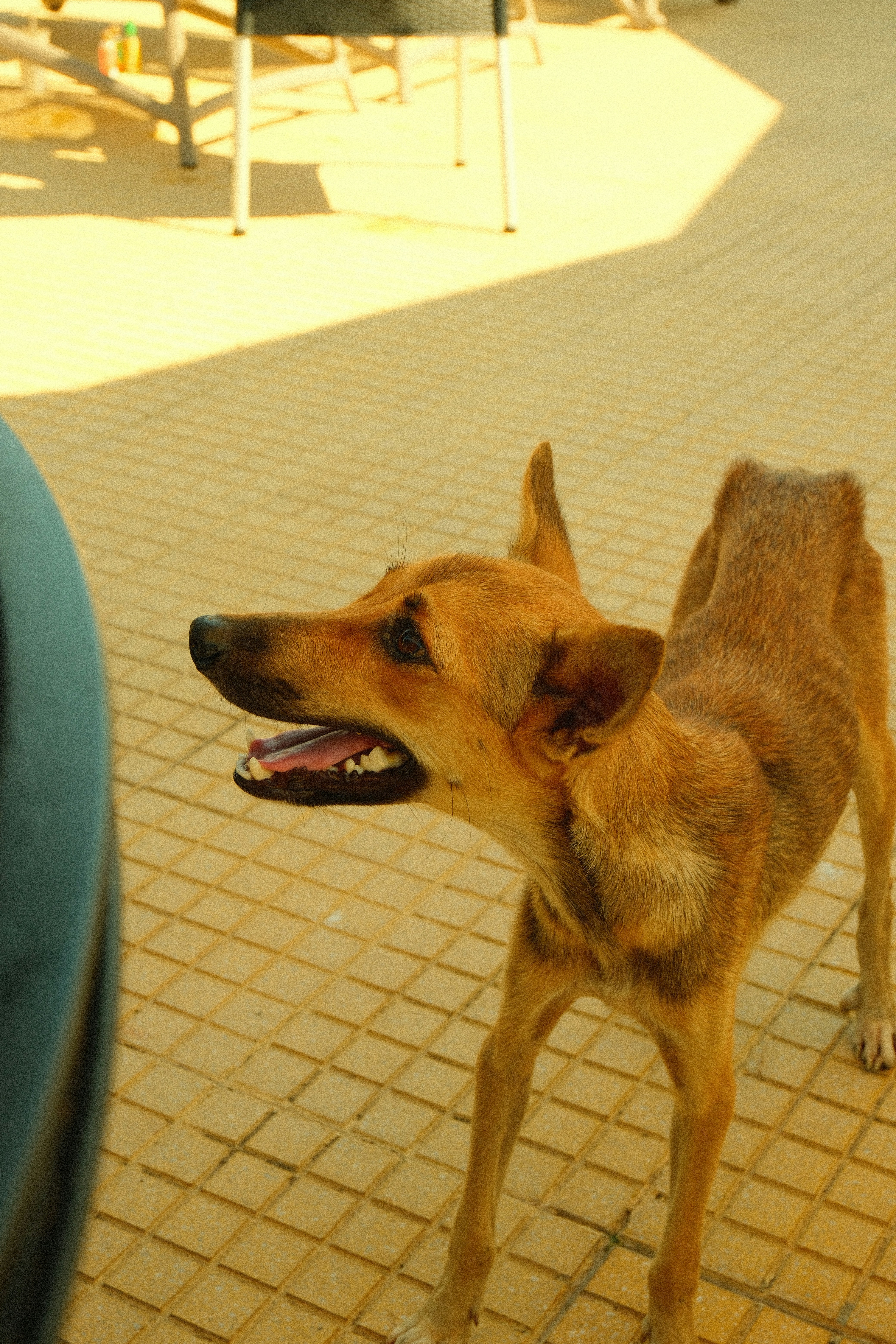 A playful dog looking up with a happy expression, set against a textured tiled surface. The dog's fur glimmers in the warm light.