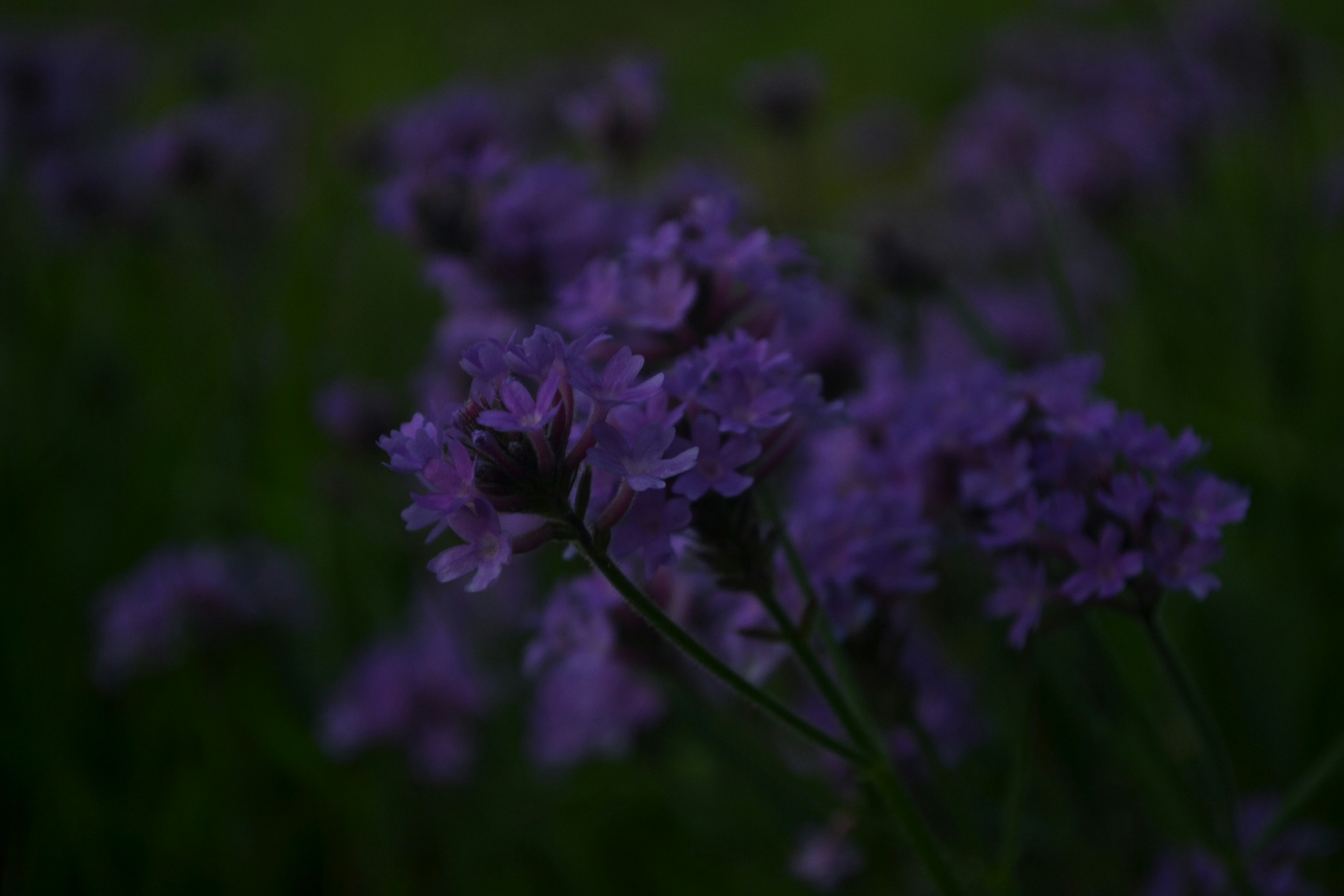 Vibrant Purple Verbena Flowers in a Softly Lit Field. | Purple flowers bloom in a dark field.