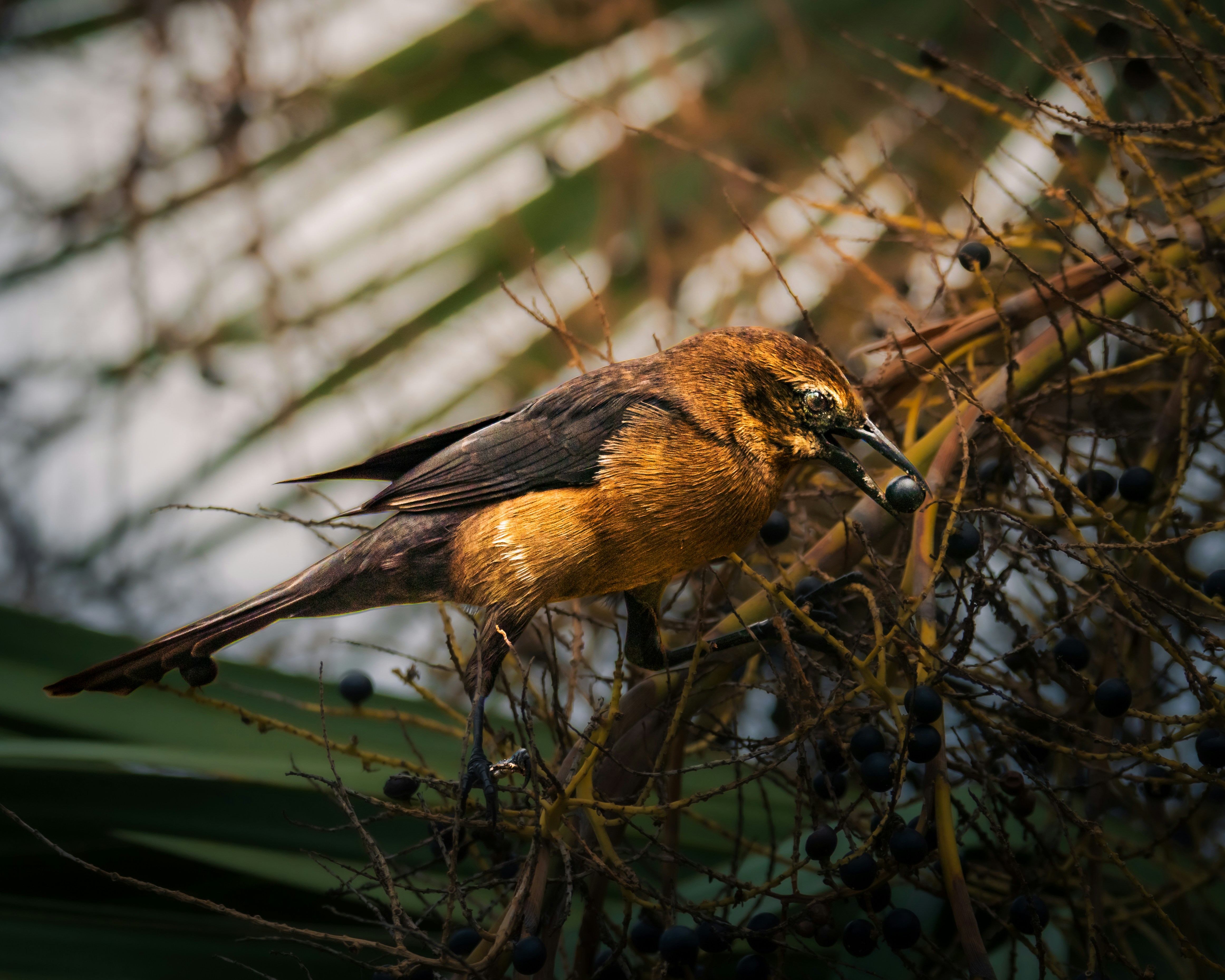 Bird perched on a branch, delicately grasping a berry amidst lush foliage. The scene captures the essence of wildlife interaction with its environment.