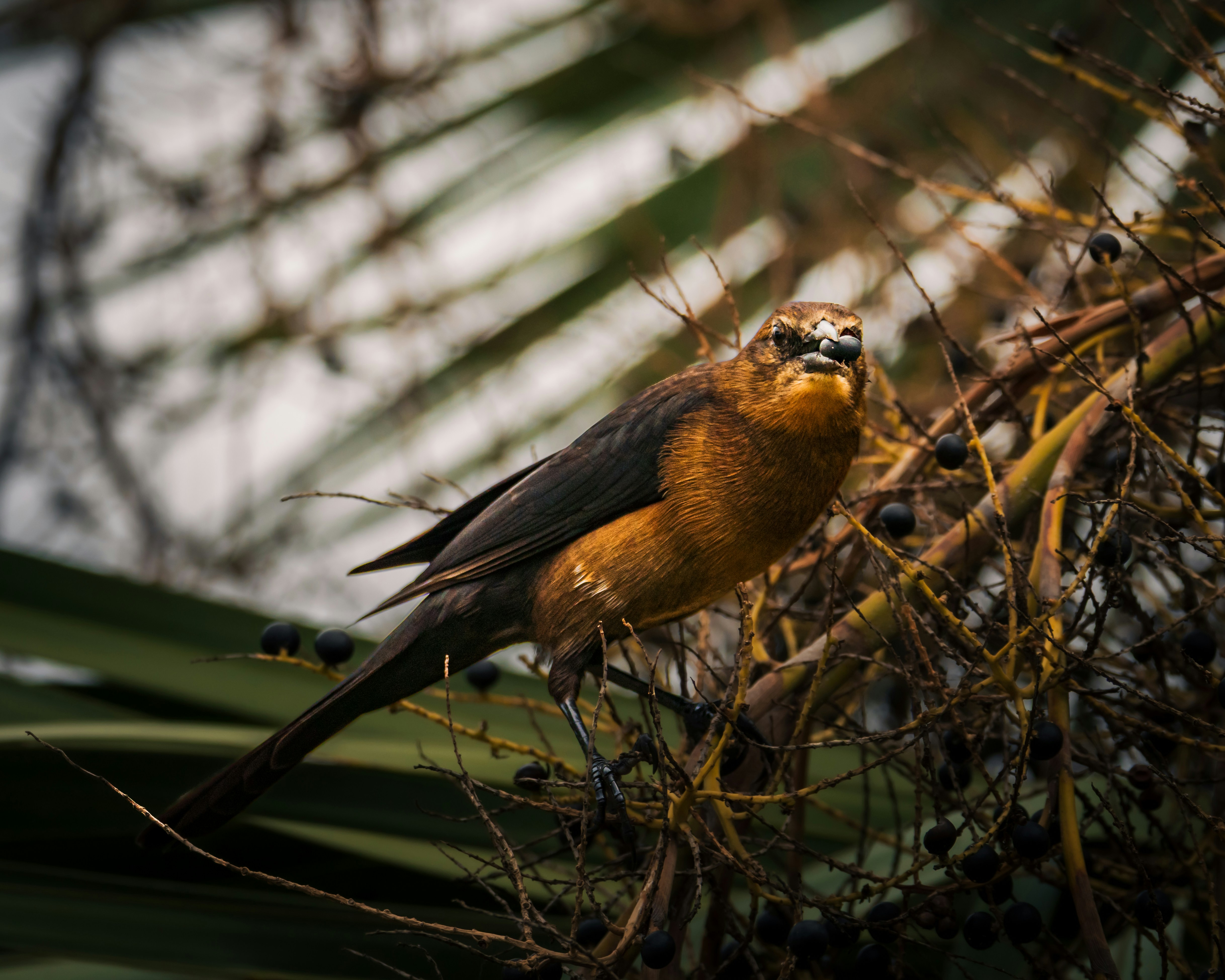 A vibrant bird perched among dark berries and green foliage, showcasing its striking plumage and inquisitive expression.