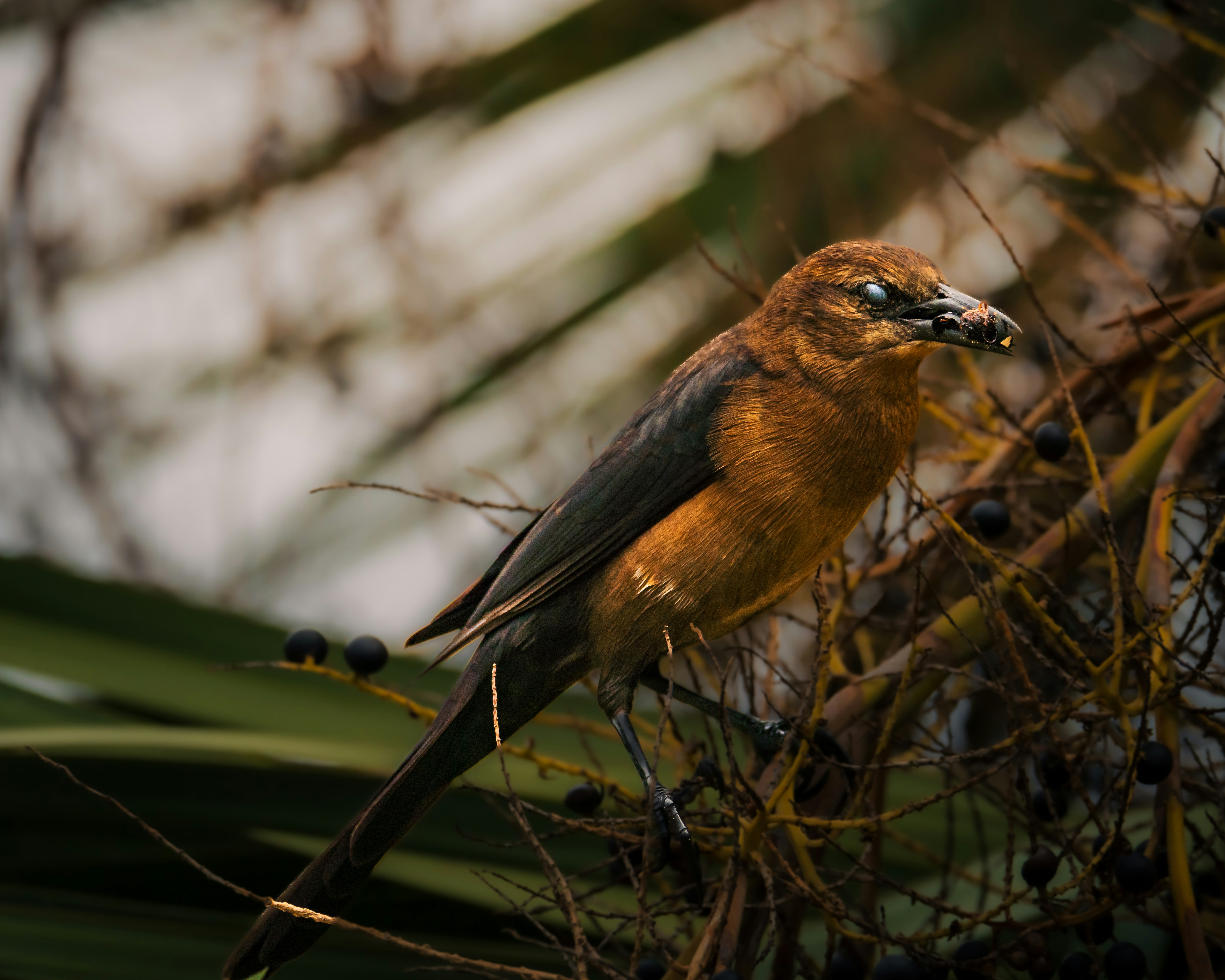 Amber-hued Warbler on a Twisted Thicket, Gripping a Snack
