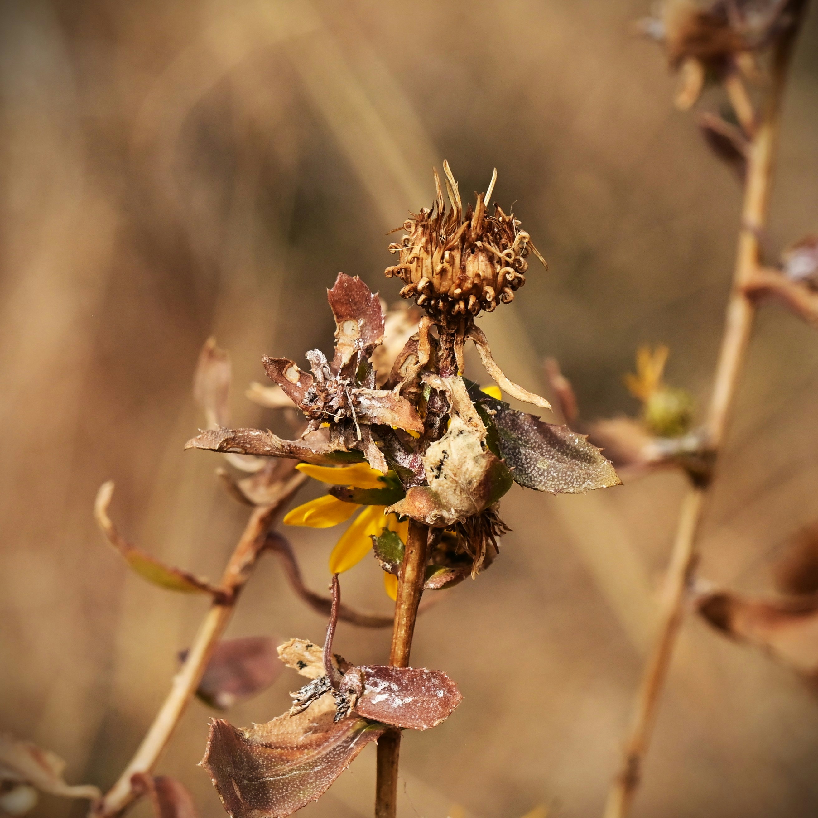 Whispers of Autumn's End