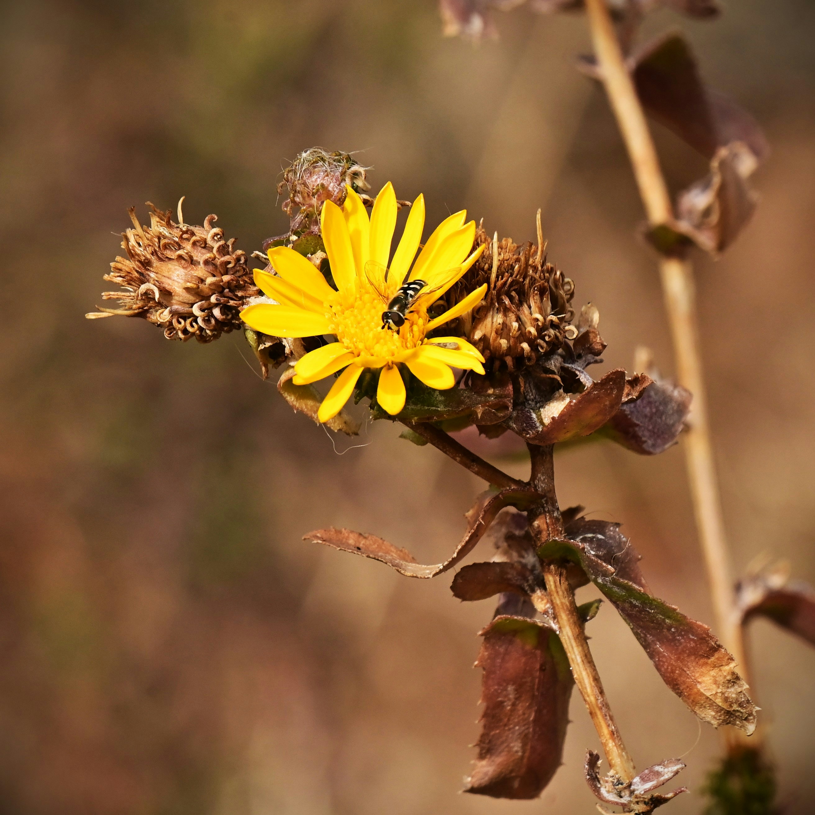 Nature's Tiny Pollinator Amidst Golden Blooms