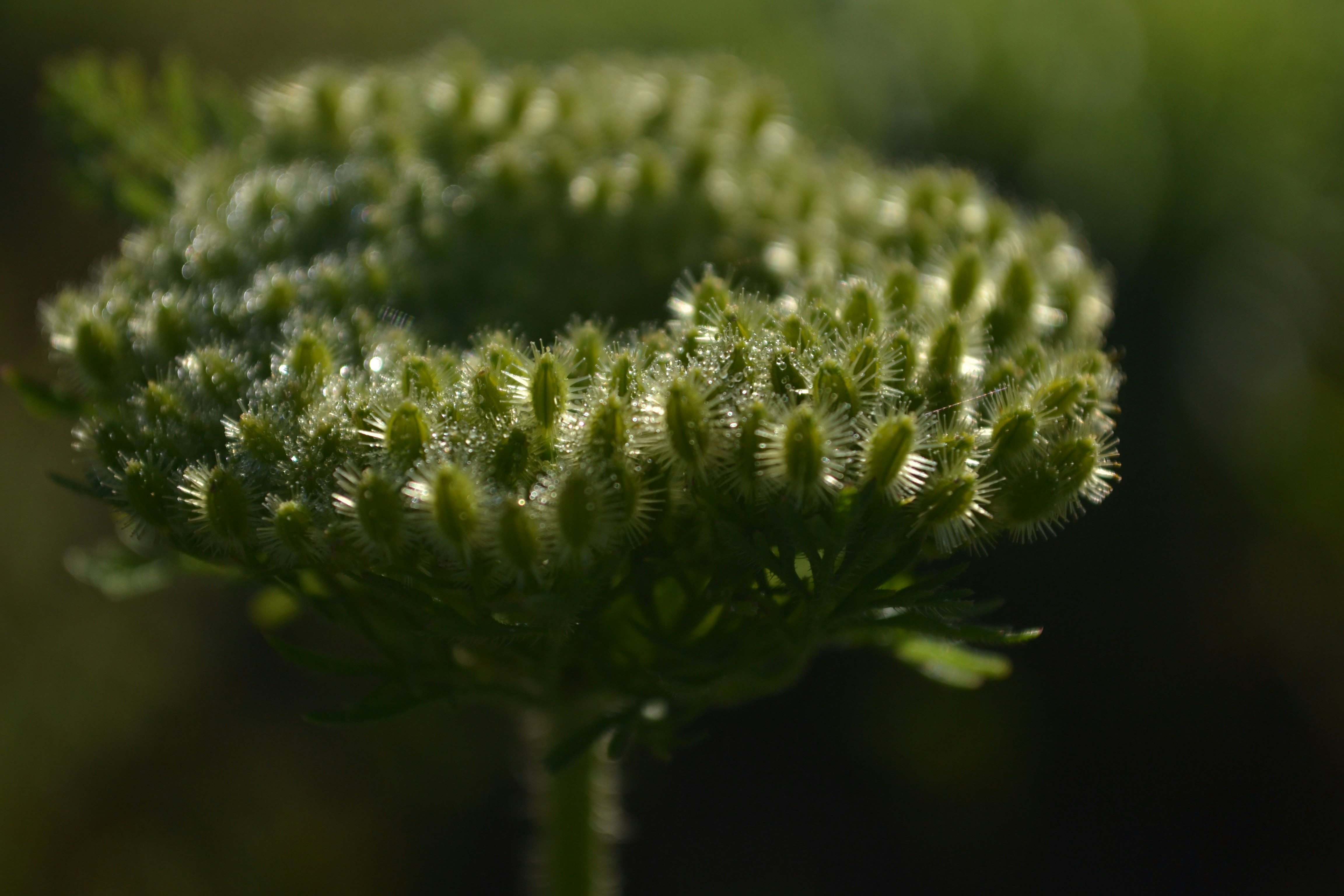 Primer plano de un capullo de flor verde con gotas de agua. foto ...
