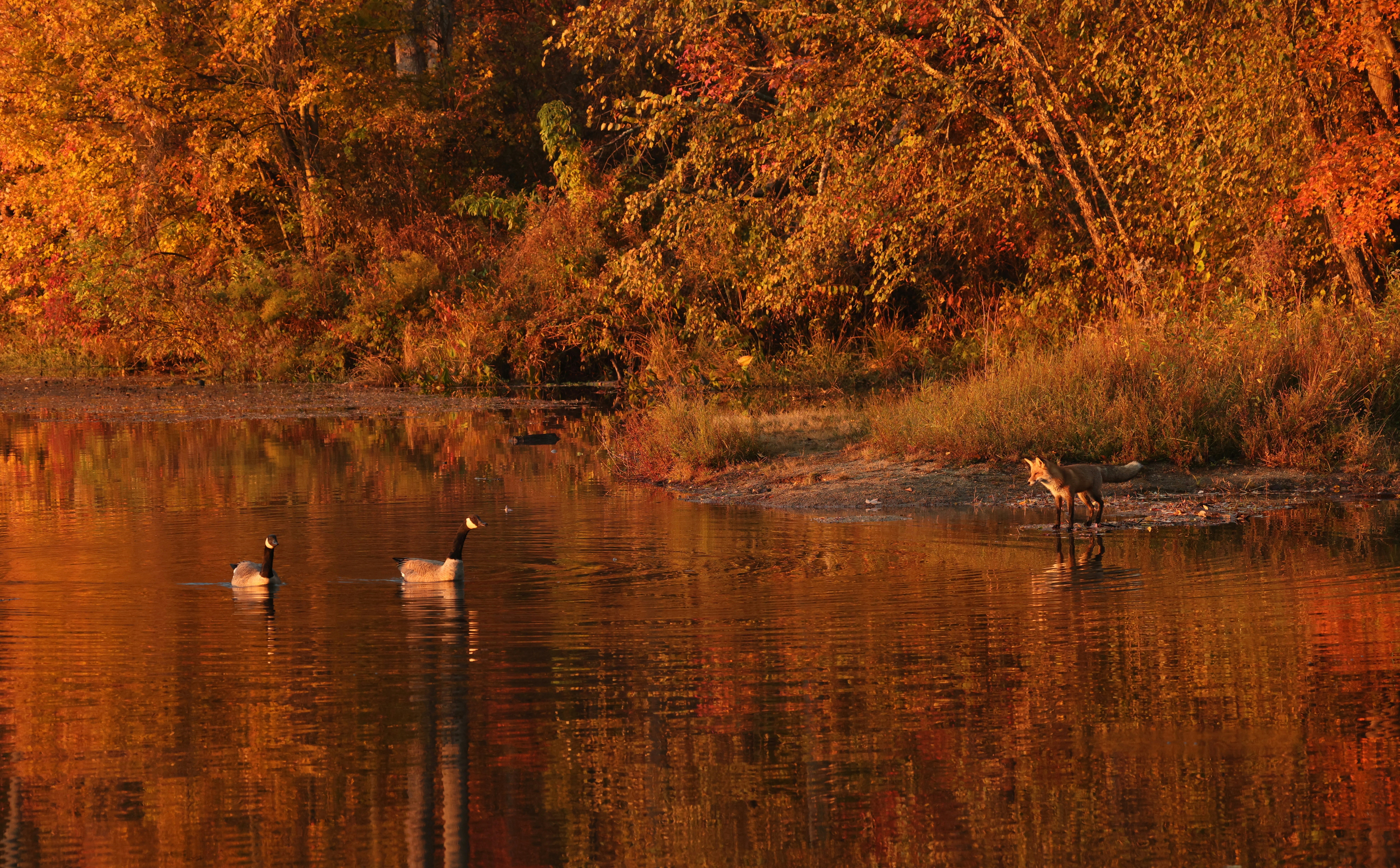 Two geese swim serenely in a reflective lake surrounded by vibrant autumn foliage, while a deer stands quietly on the shore.