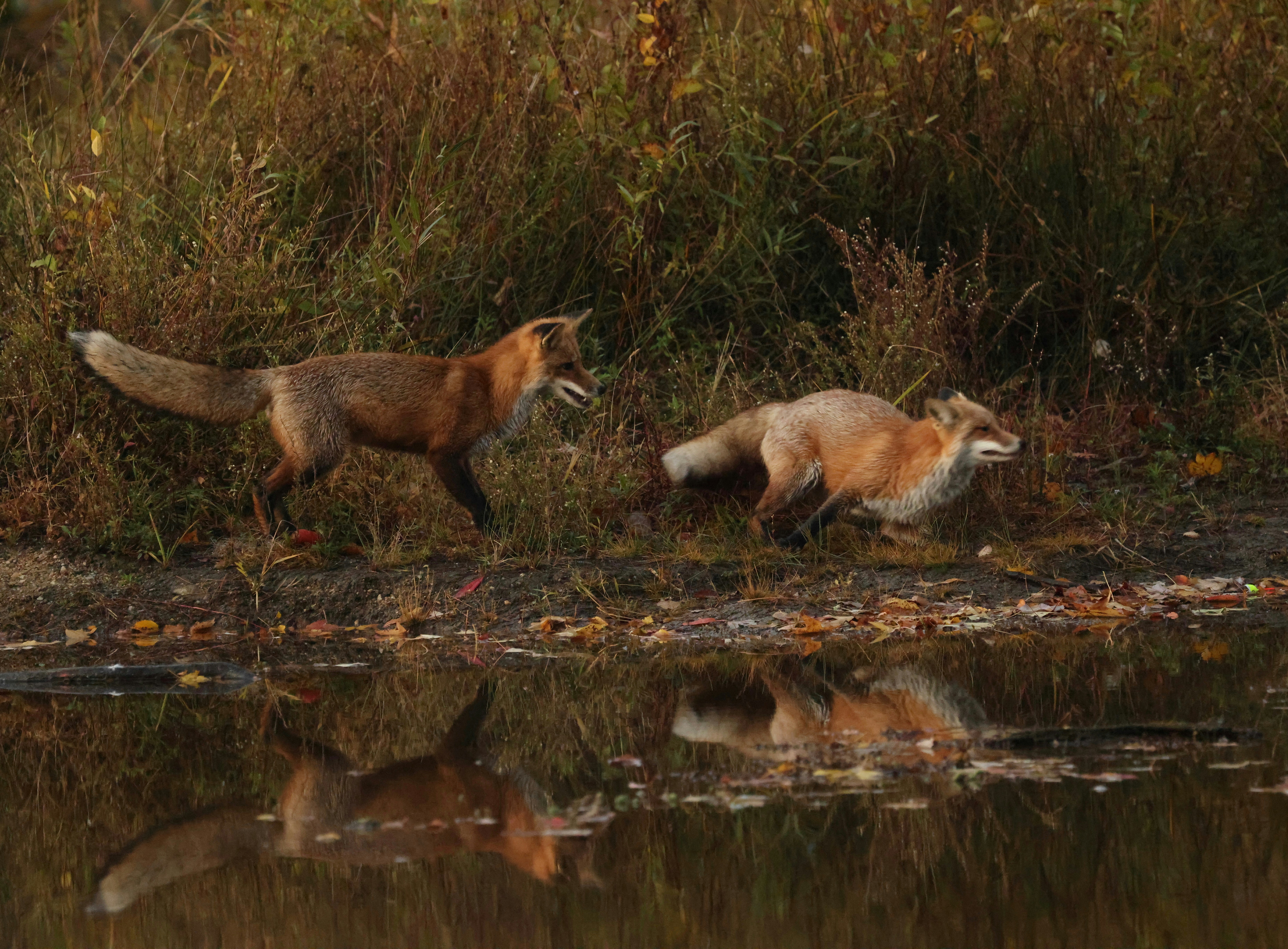 Foxes playing