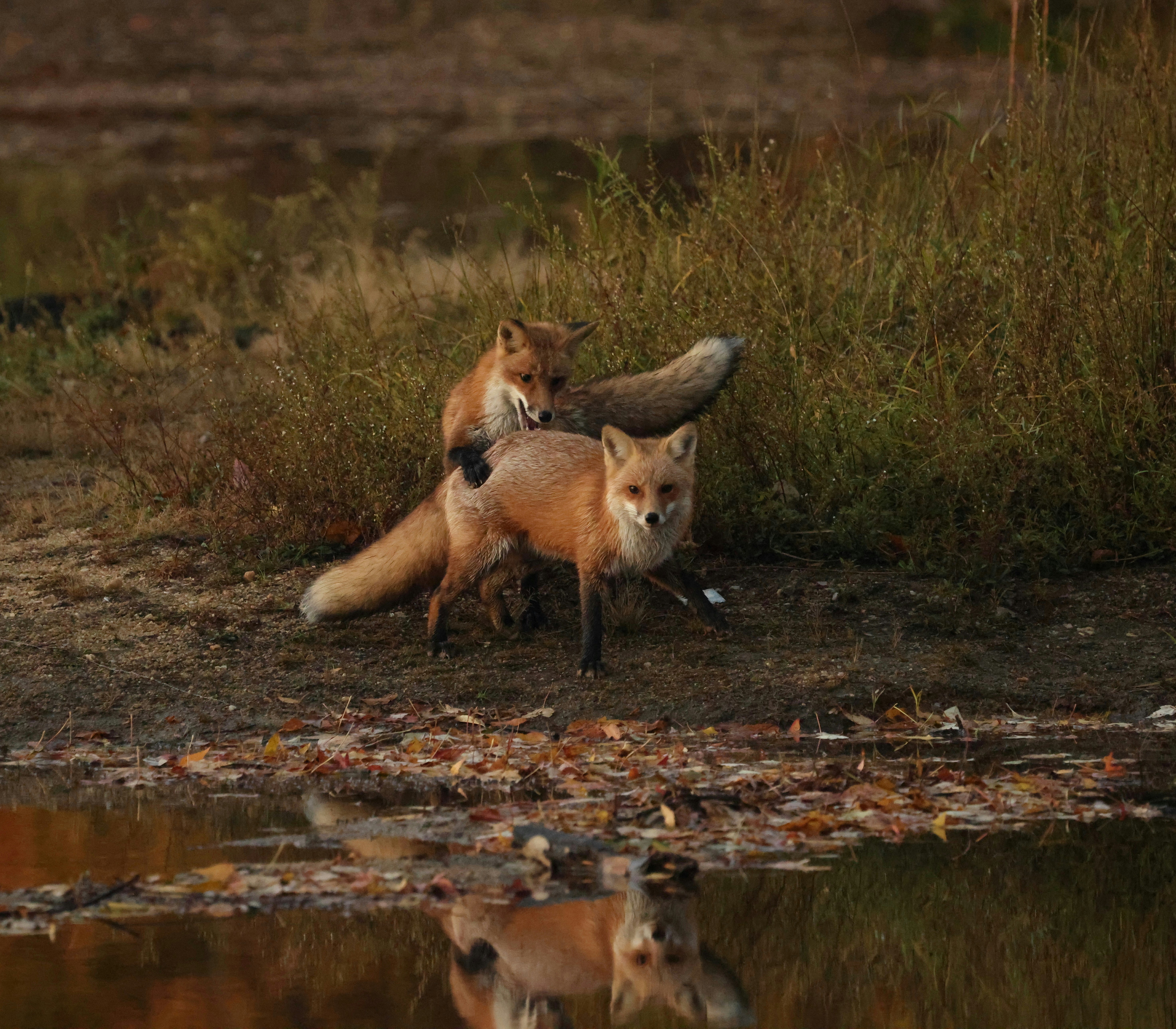 Dusk Assembly by the Pond: Three Foxes in Quiet Light