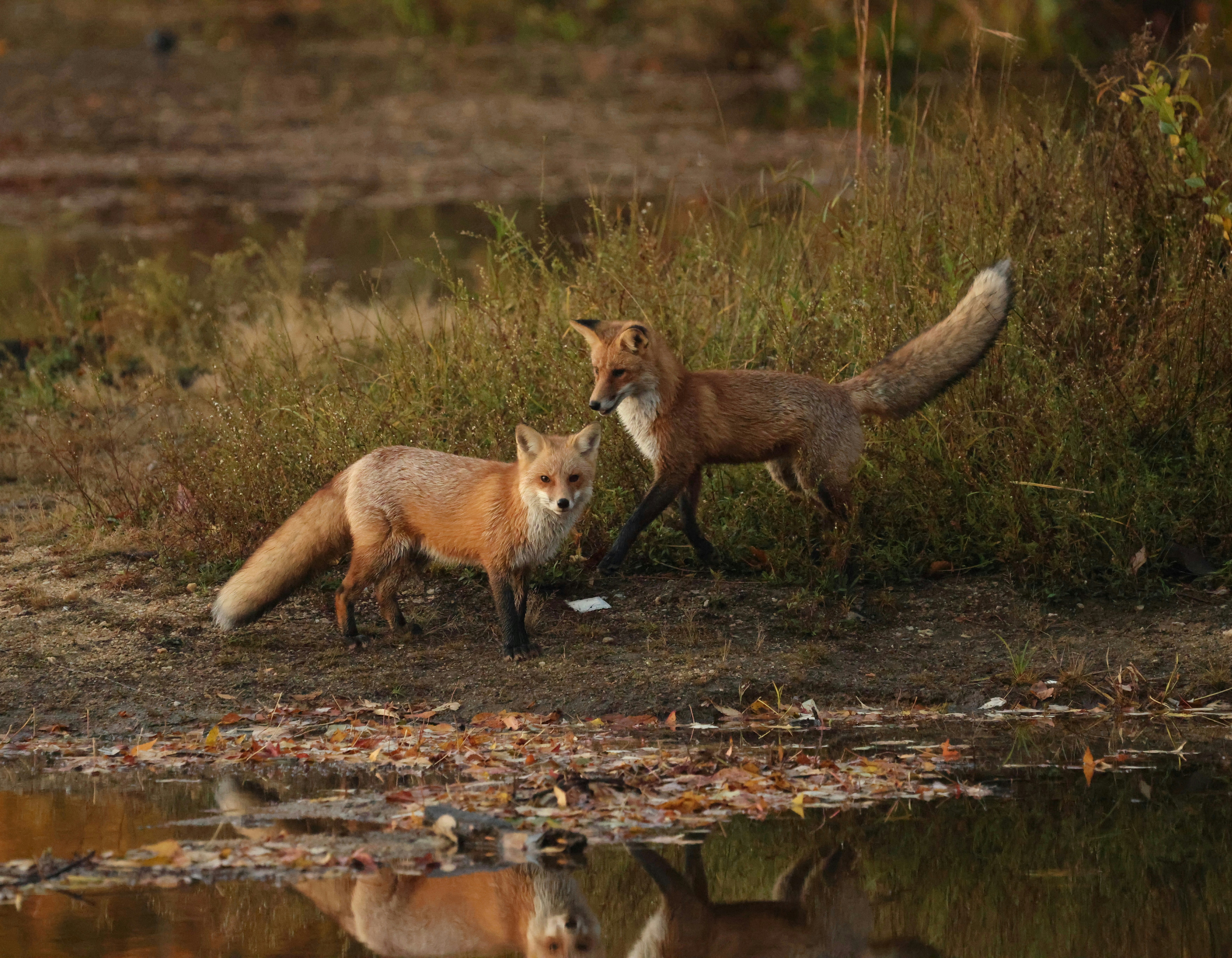Two red foxes exploring the edge of a tranquil pond, surrounded by autumn foliage.