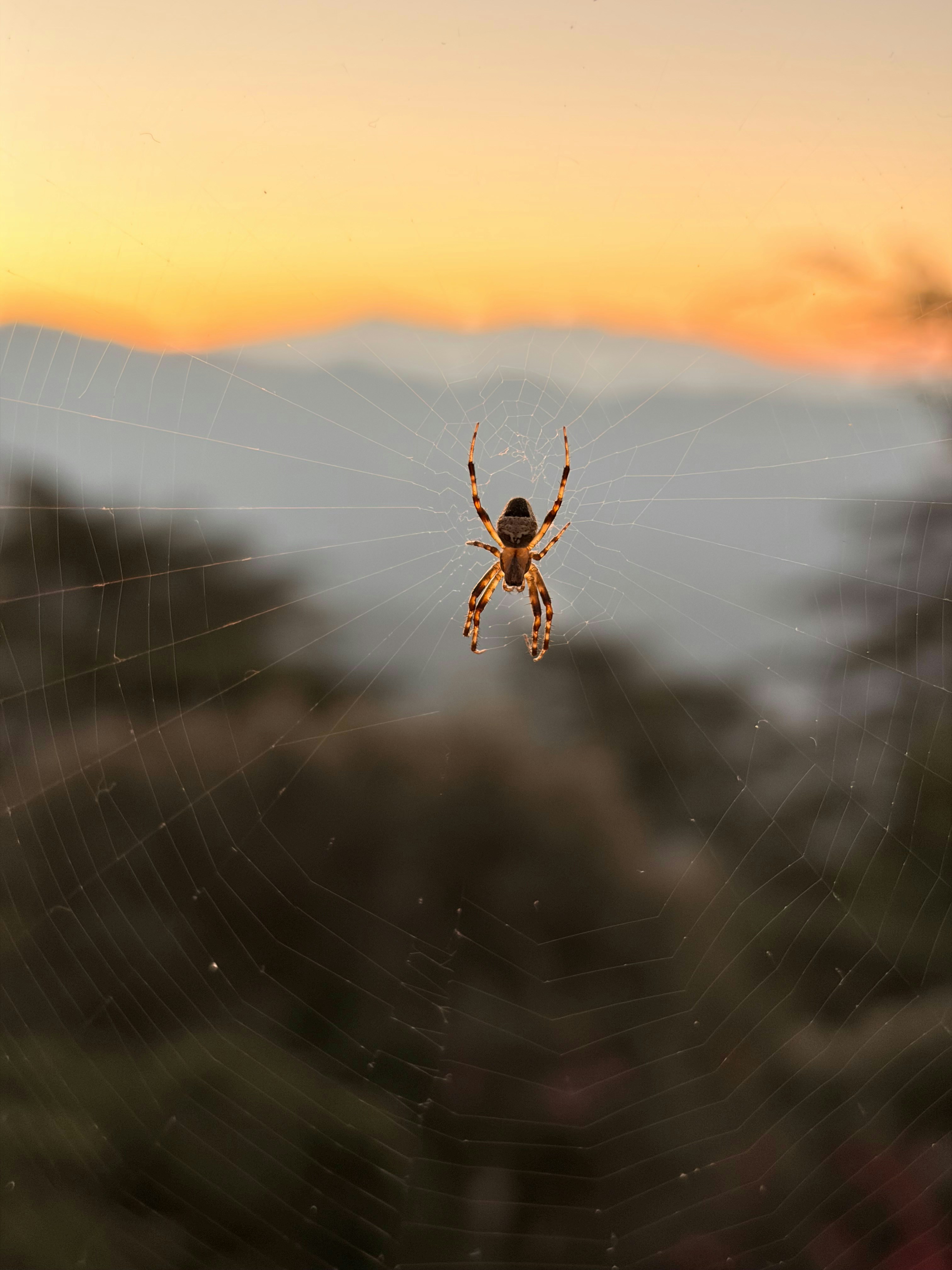 European Garden spider