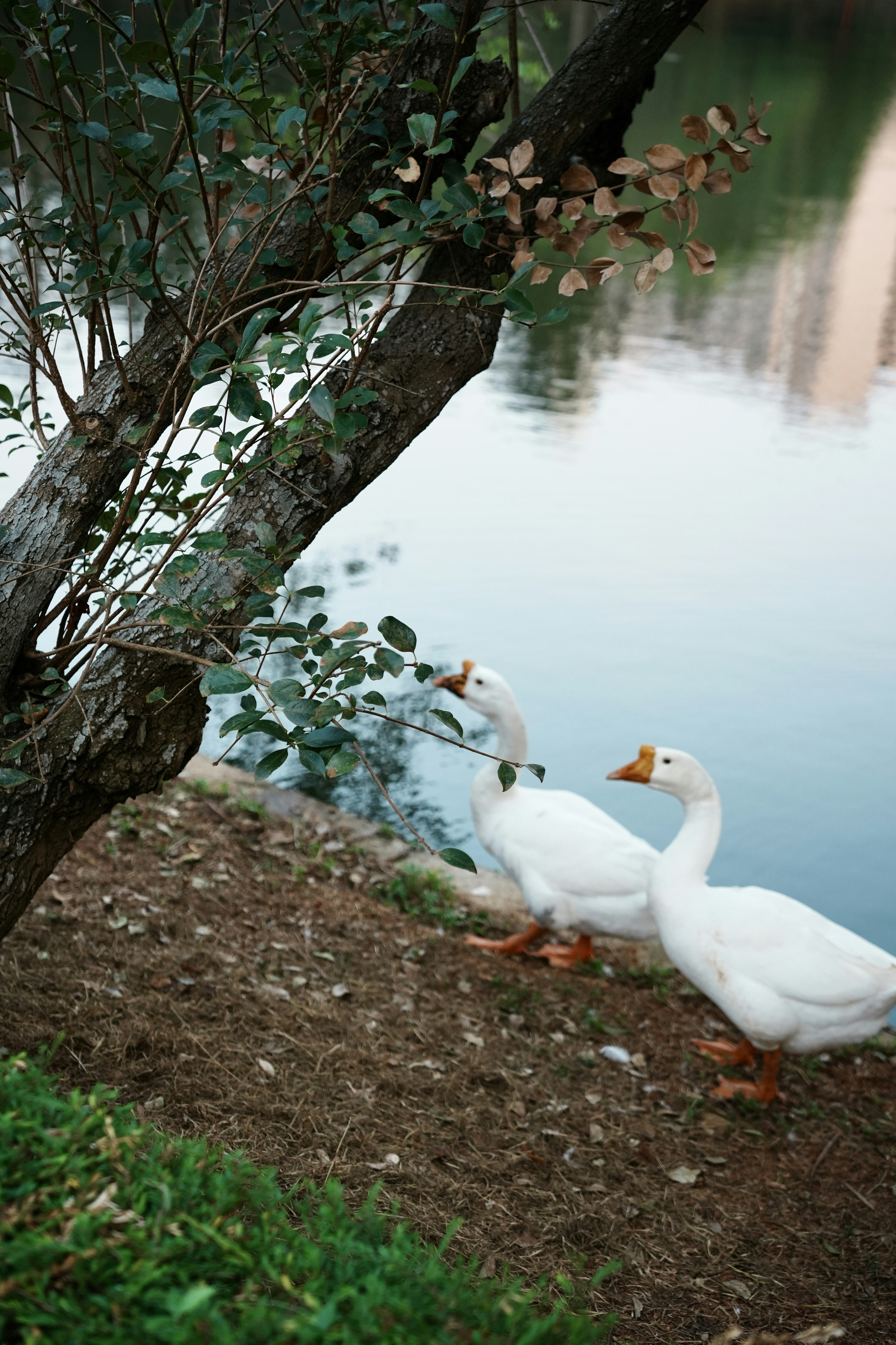Two White Ducks Pause at the Riverside Beneath a Leaning Branch