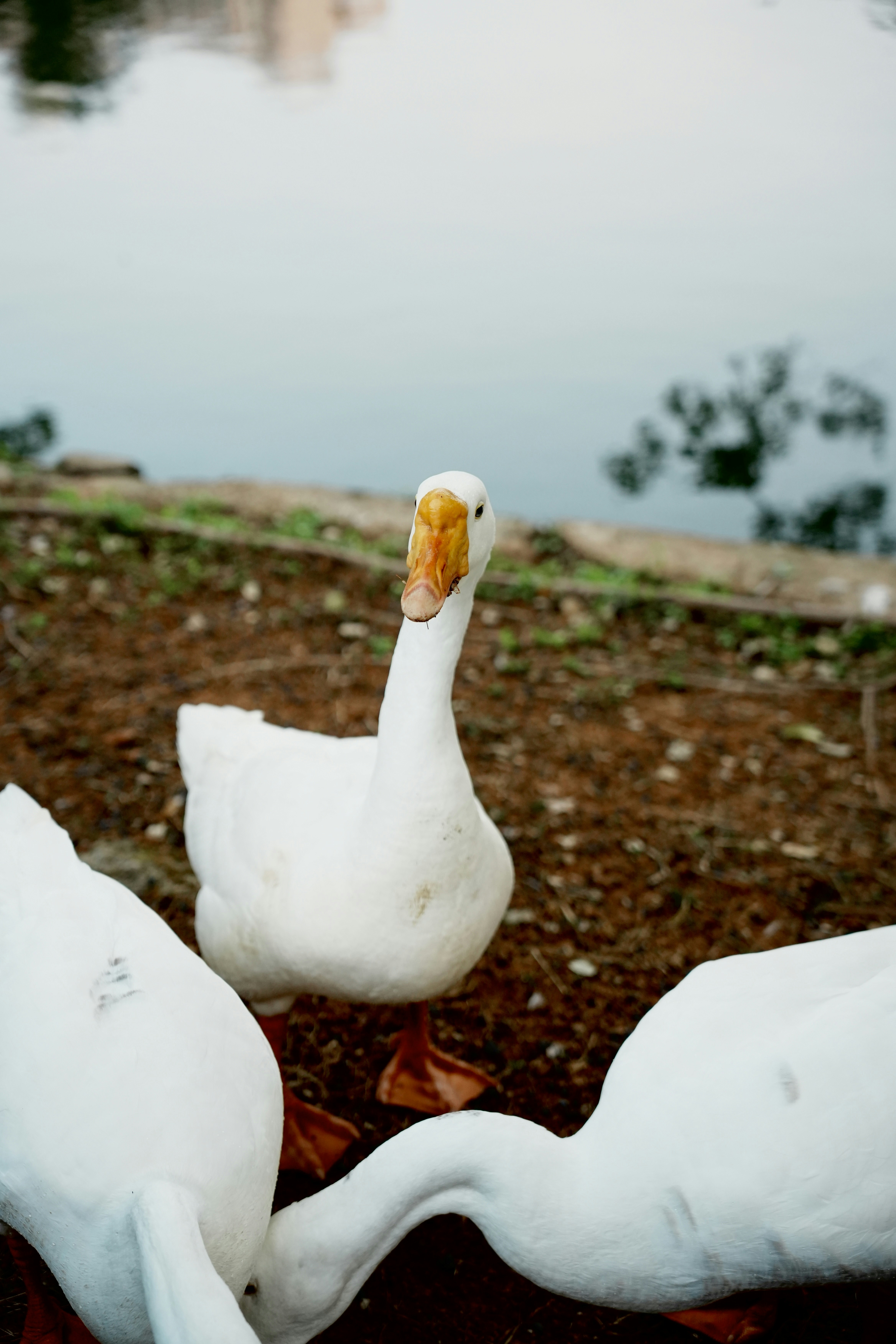 Lakeside Gander: A Curious White Goose Holds Center Stage by the Quiet Lake