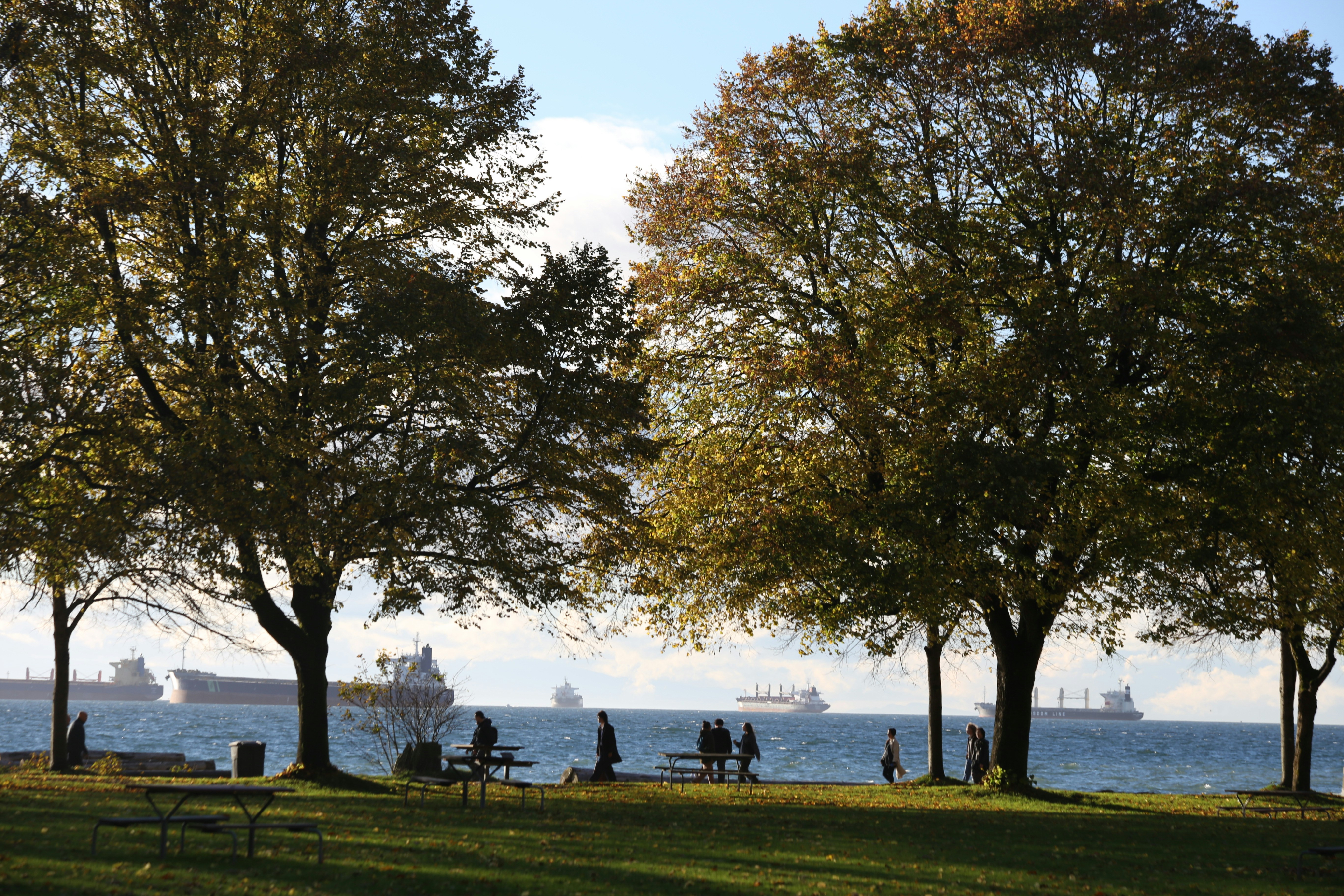 Sunlit Harbor Park: Trees, People, and Distant Freighters