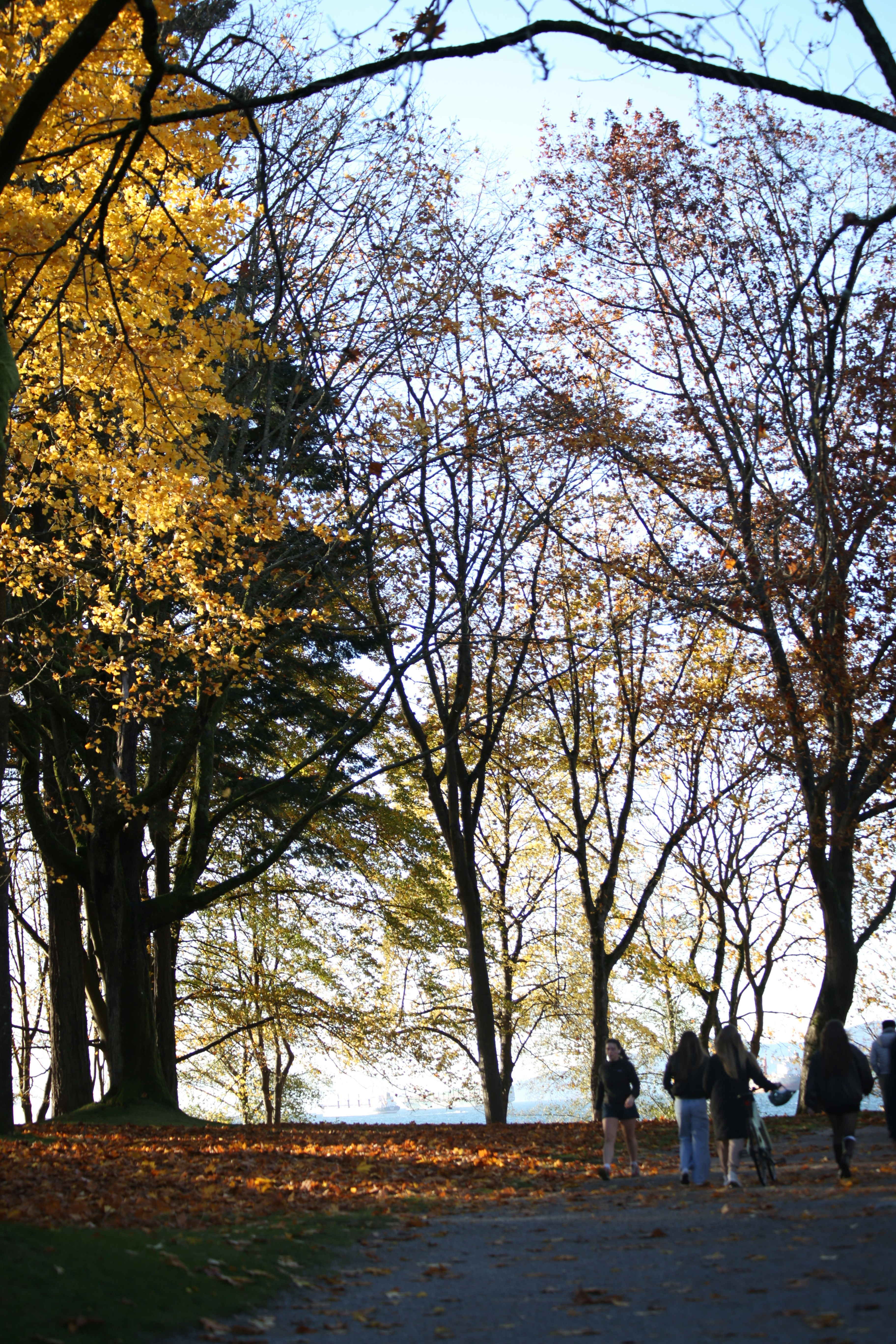 Autumn Echoes Along a Quiet Park Path
