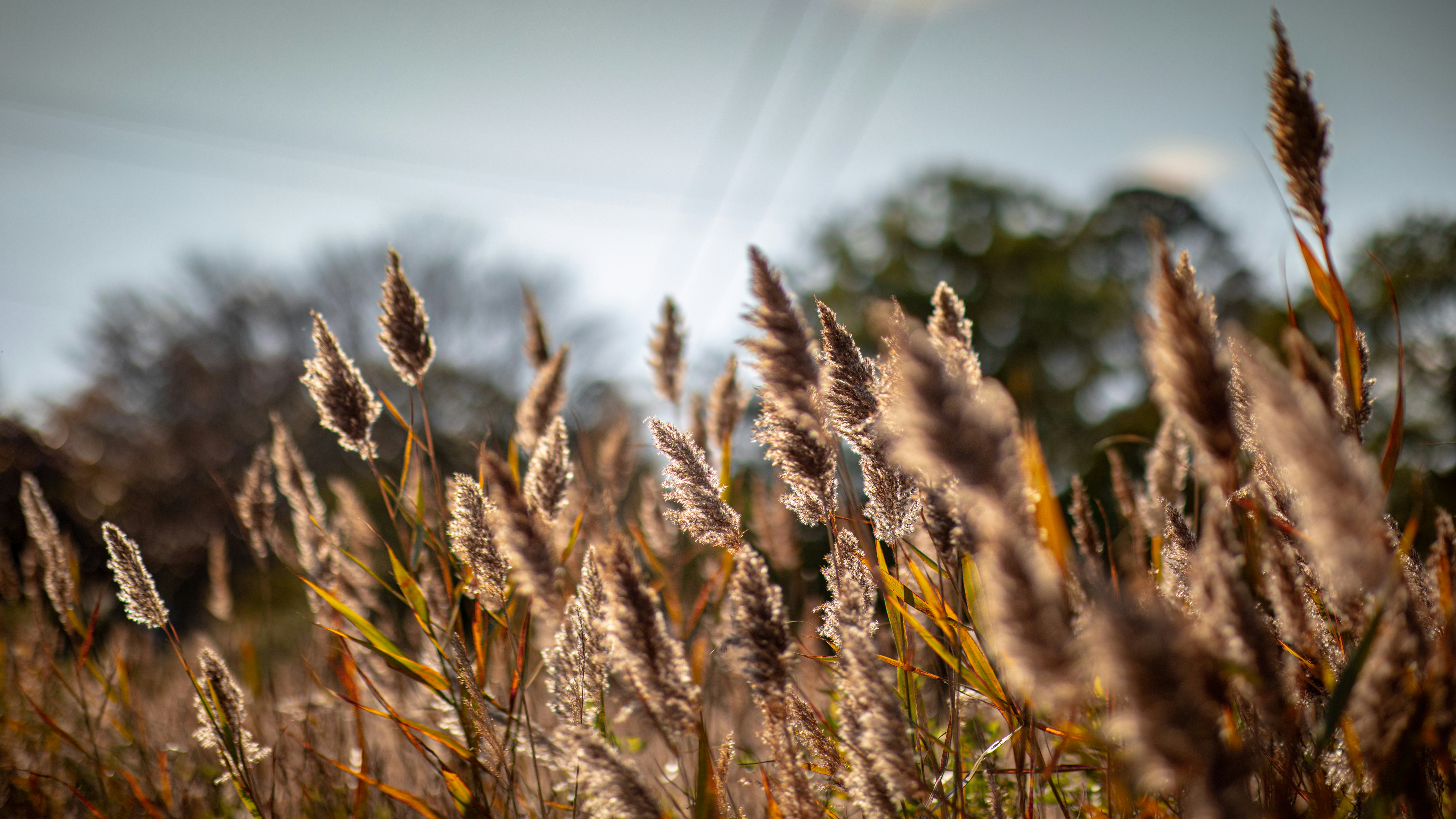 Backlit Foxtail Grasses in Late Afternoon Light