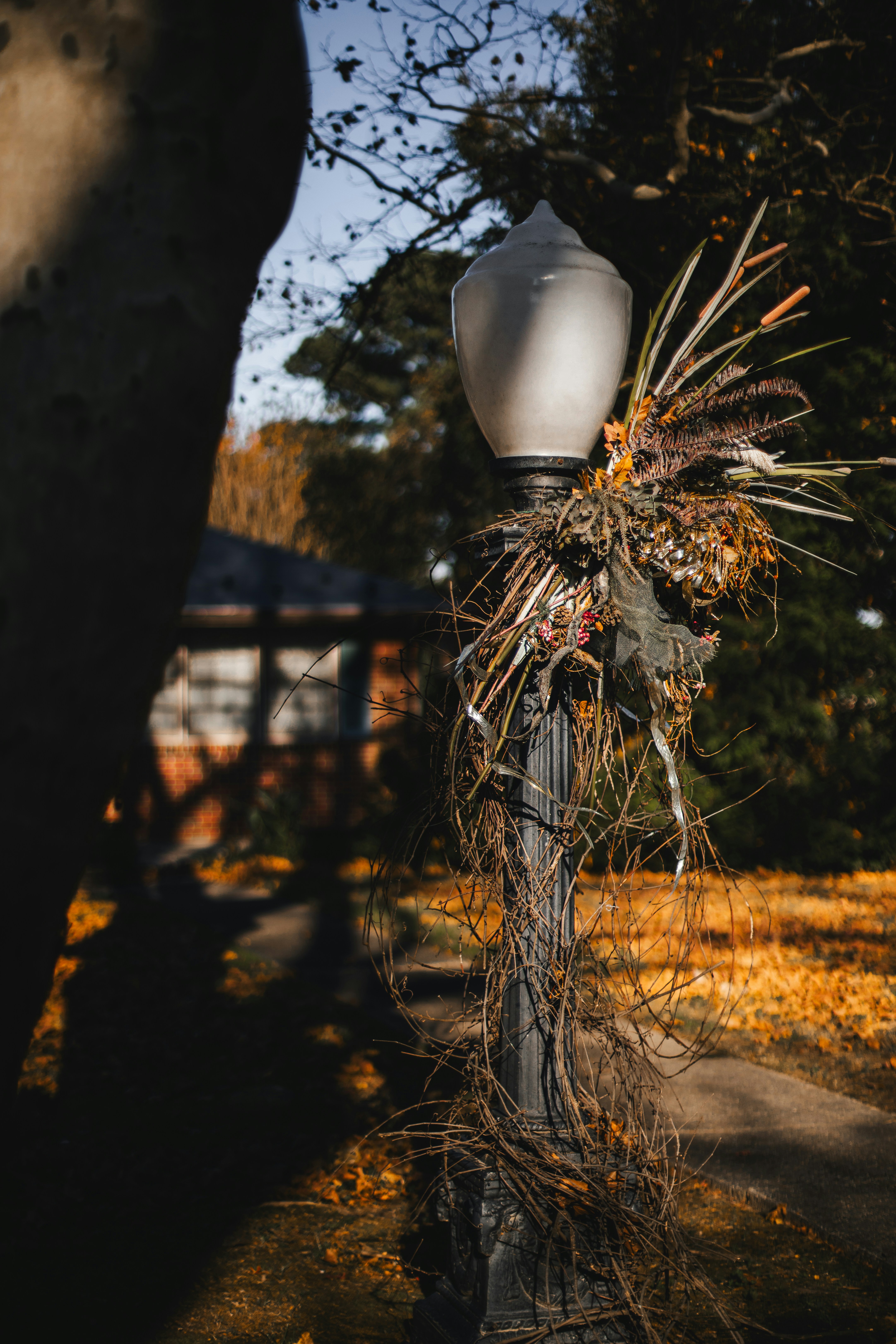 Autumn's Embrace: a streetlamp wrapped in dried vines