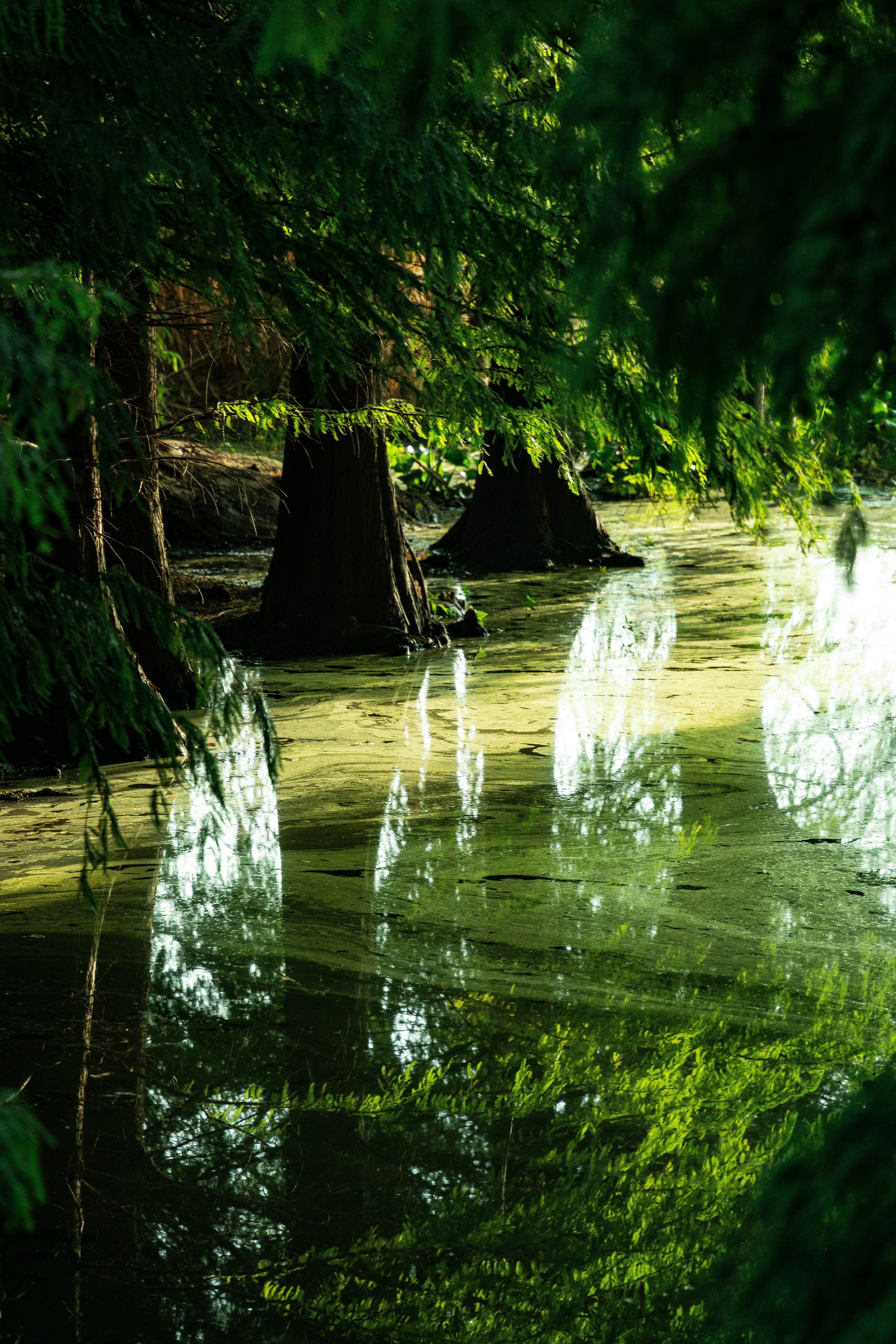 Whispers of the Wetlands