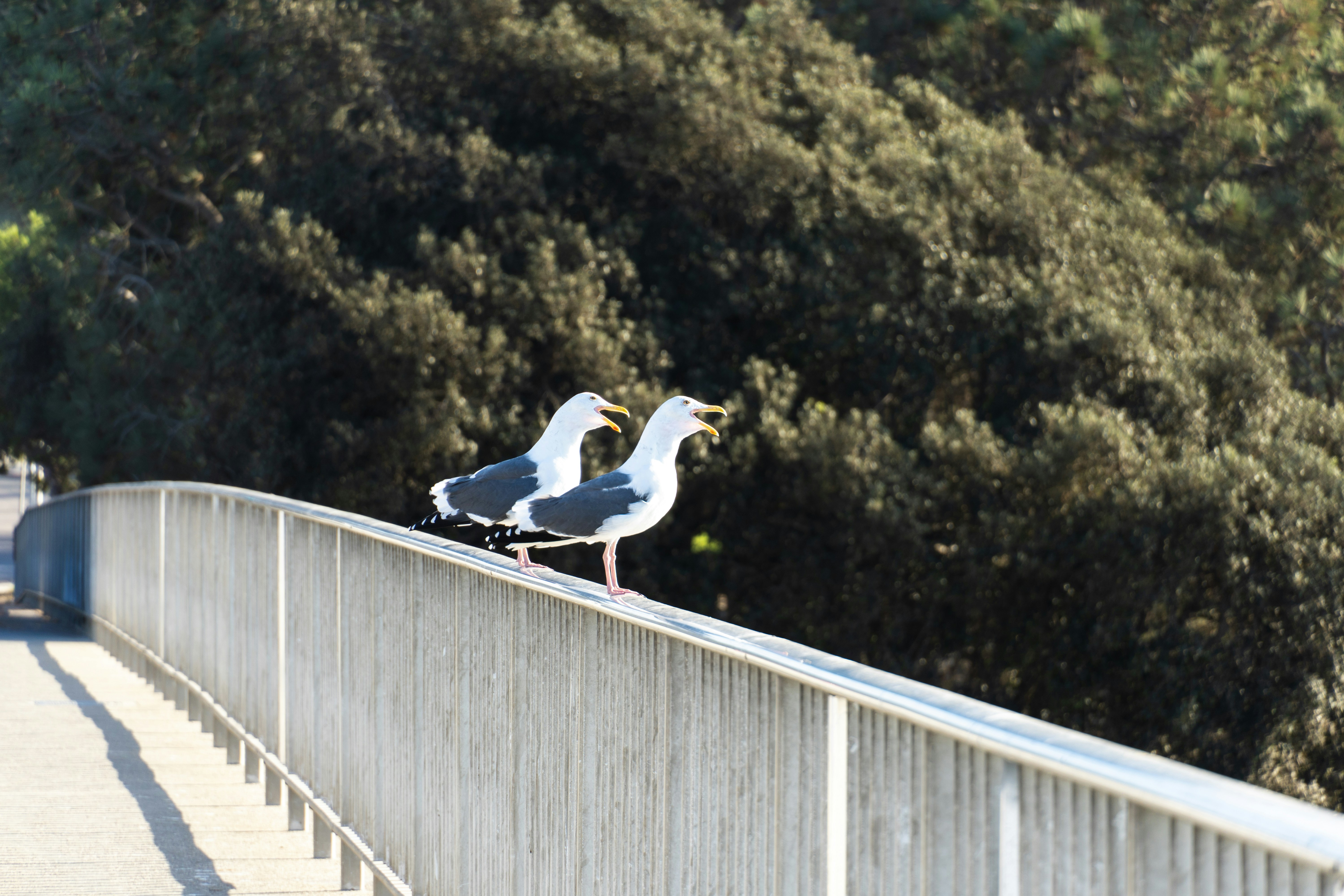 Two gulls on a sunlit railing: a quiet bridge vigil