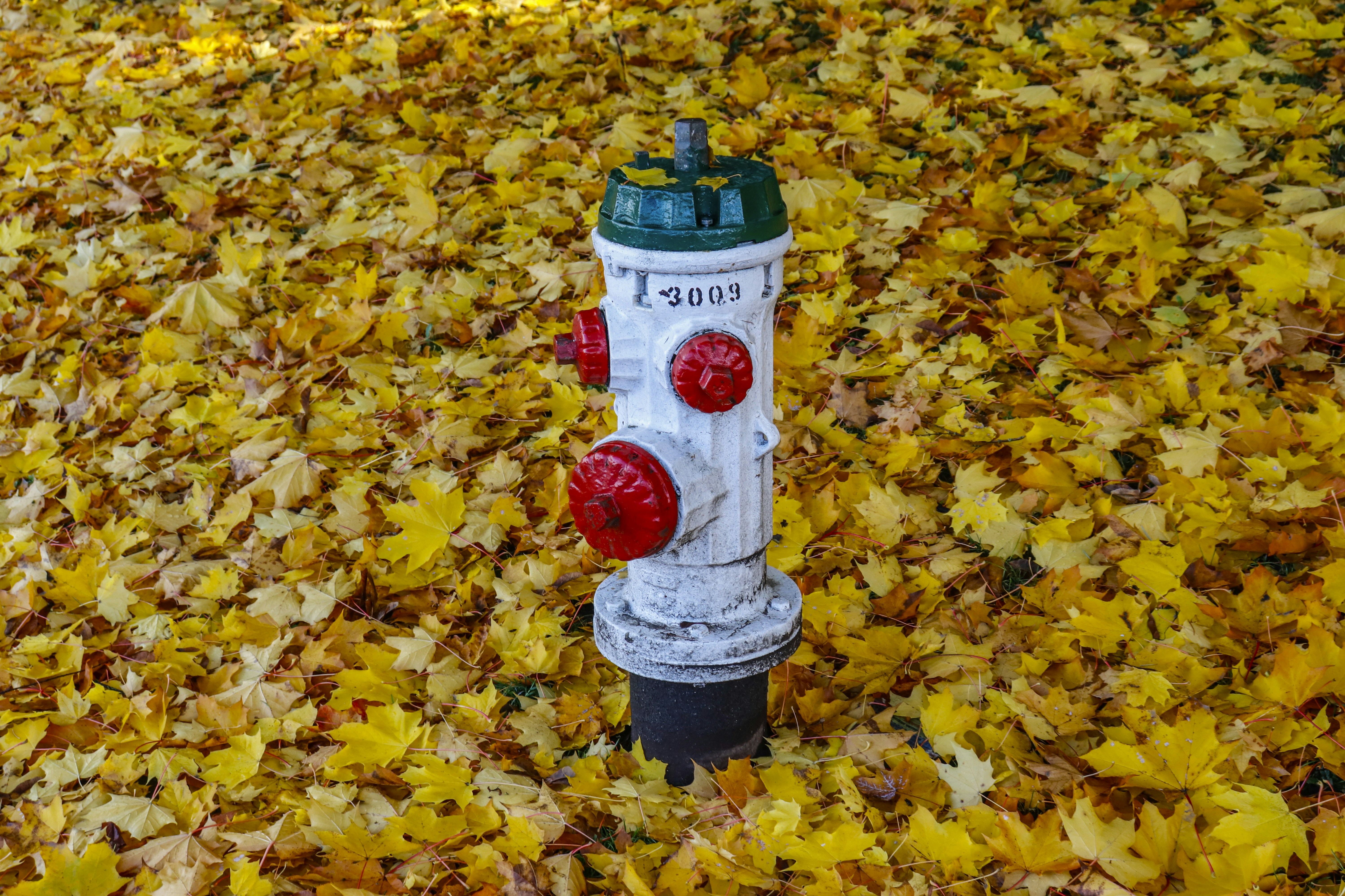 Brightly colored fire hydrant standing tall among a carpet of golden autumn leaves.