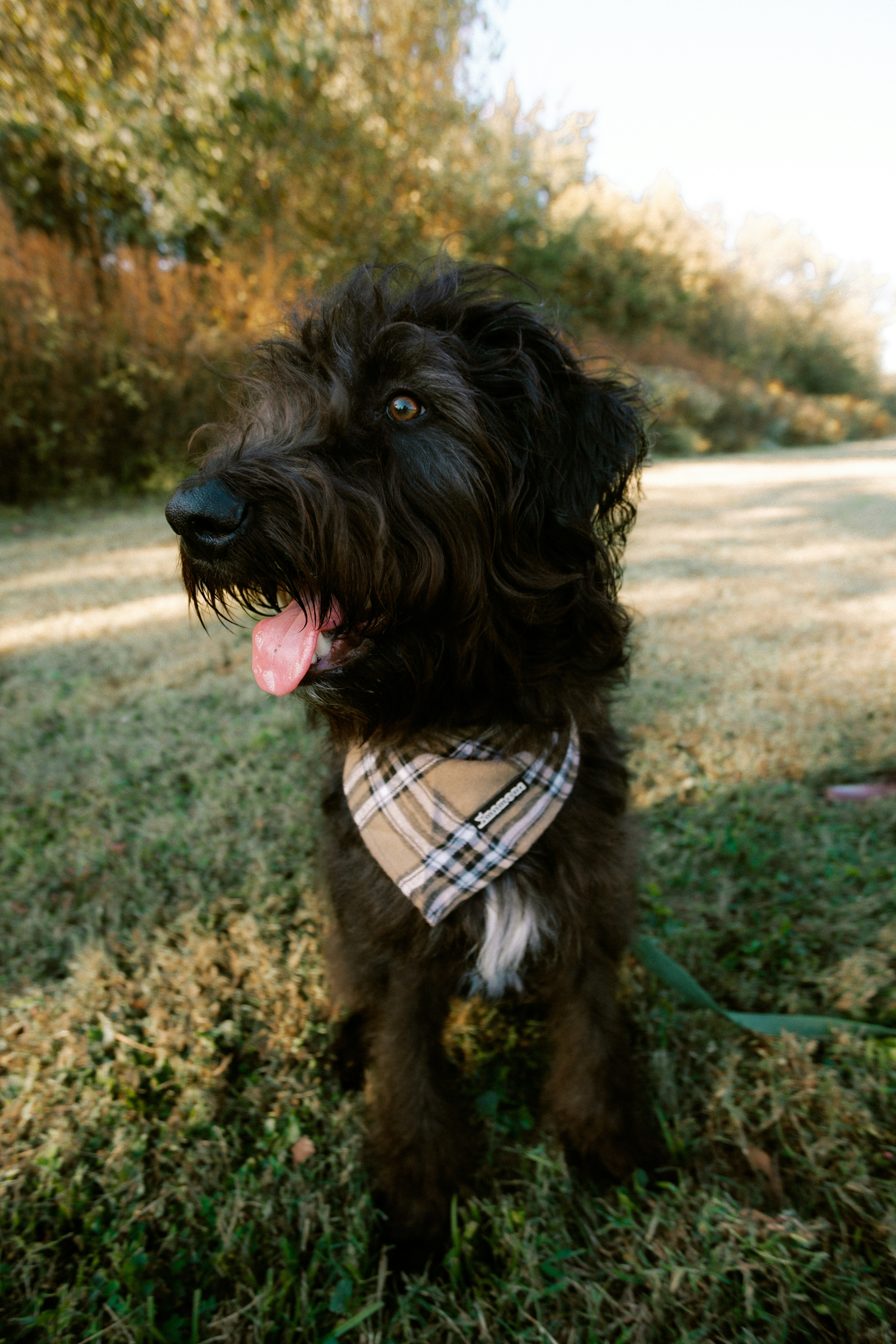 Sunlit Whiskers: A Plaid-Bandana Pup in the Park