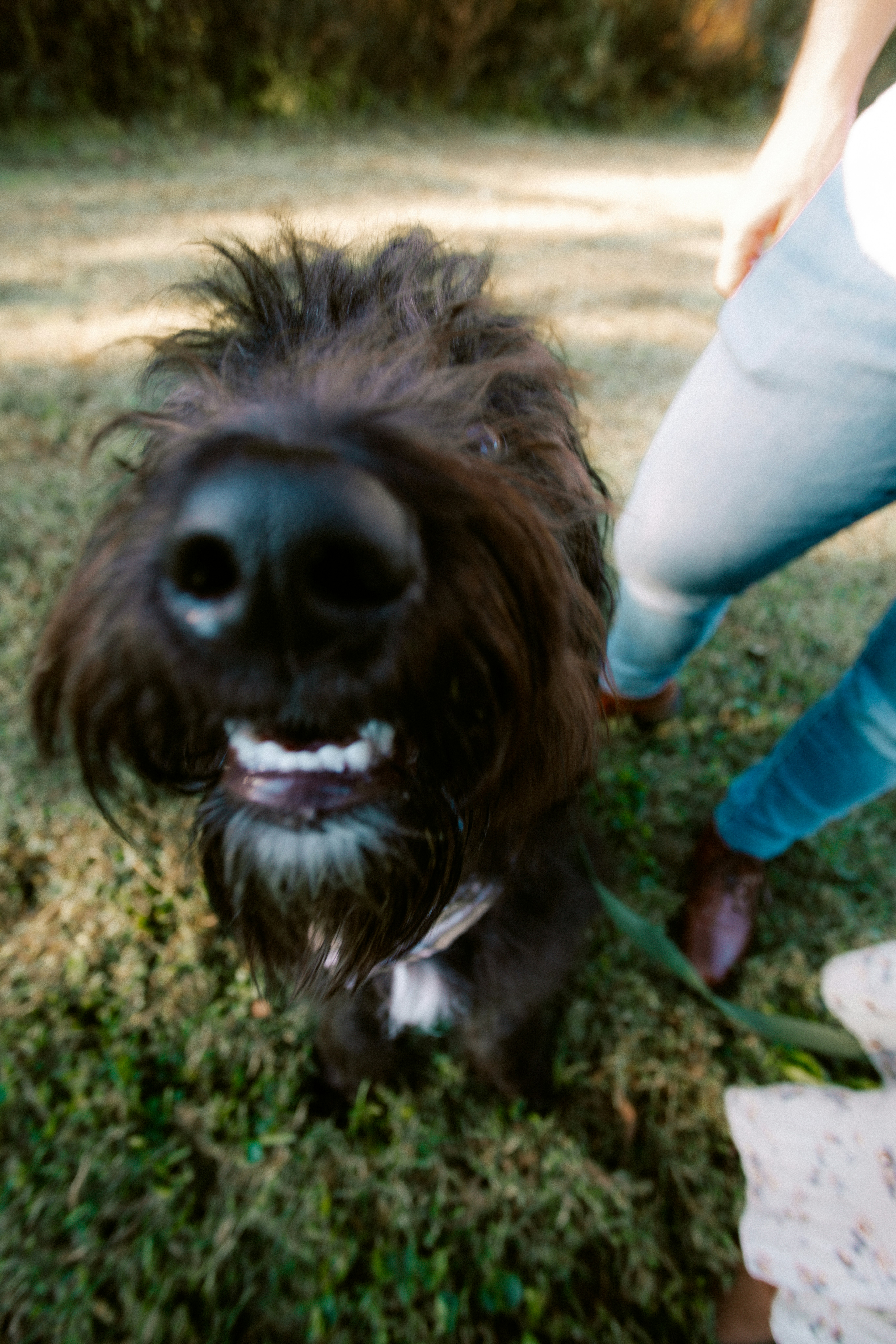 A shaggy black dog with a wide smile