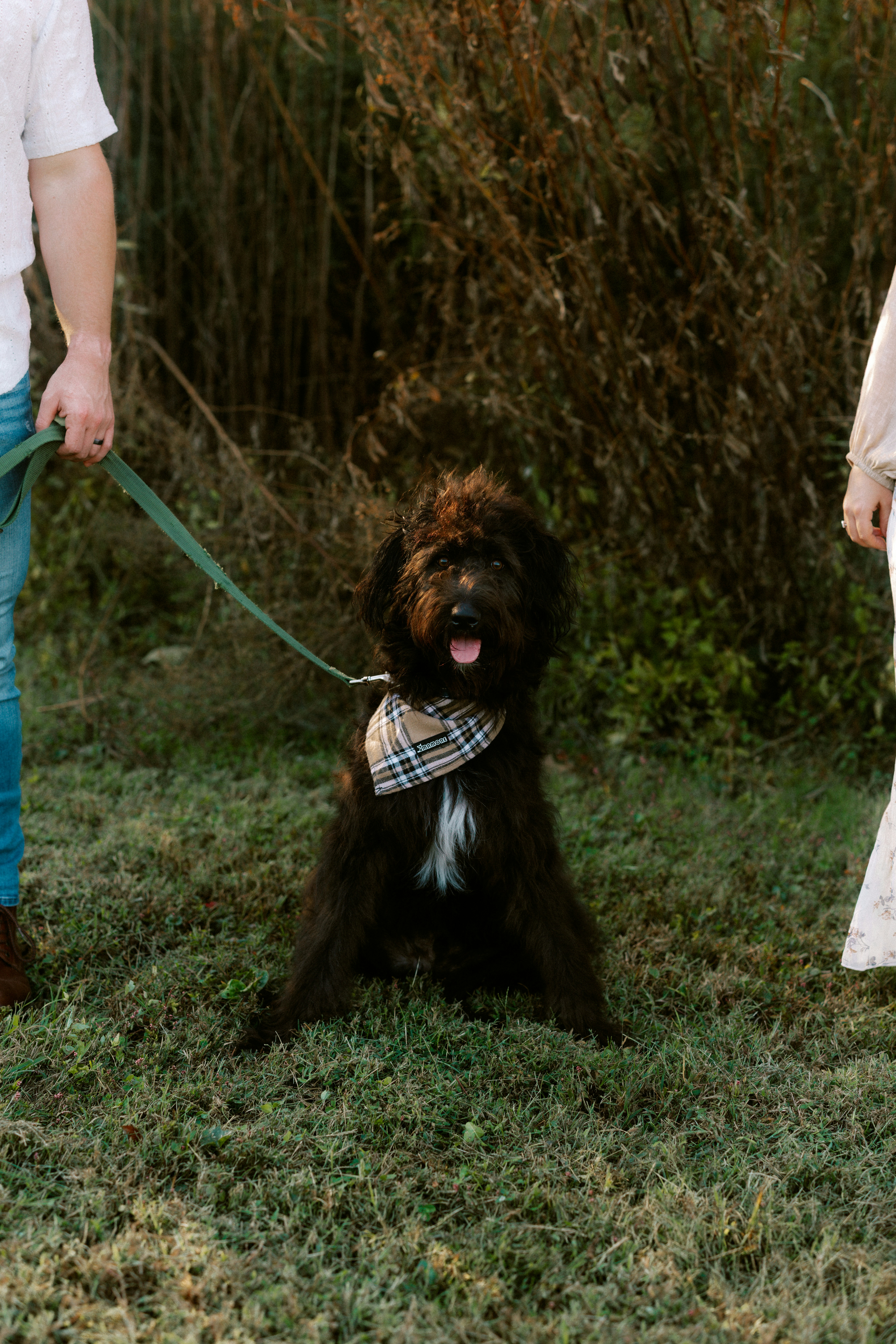 Plaid-Bandana Pup Anchors a Tranquil Yard Portrait
