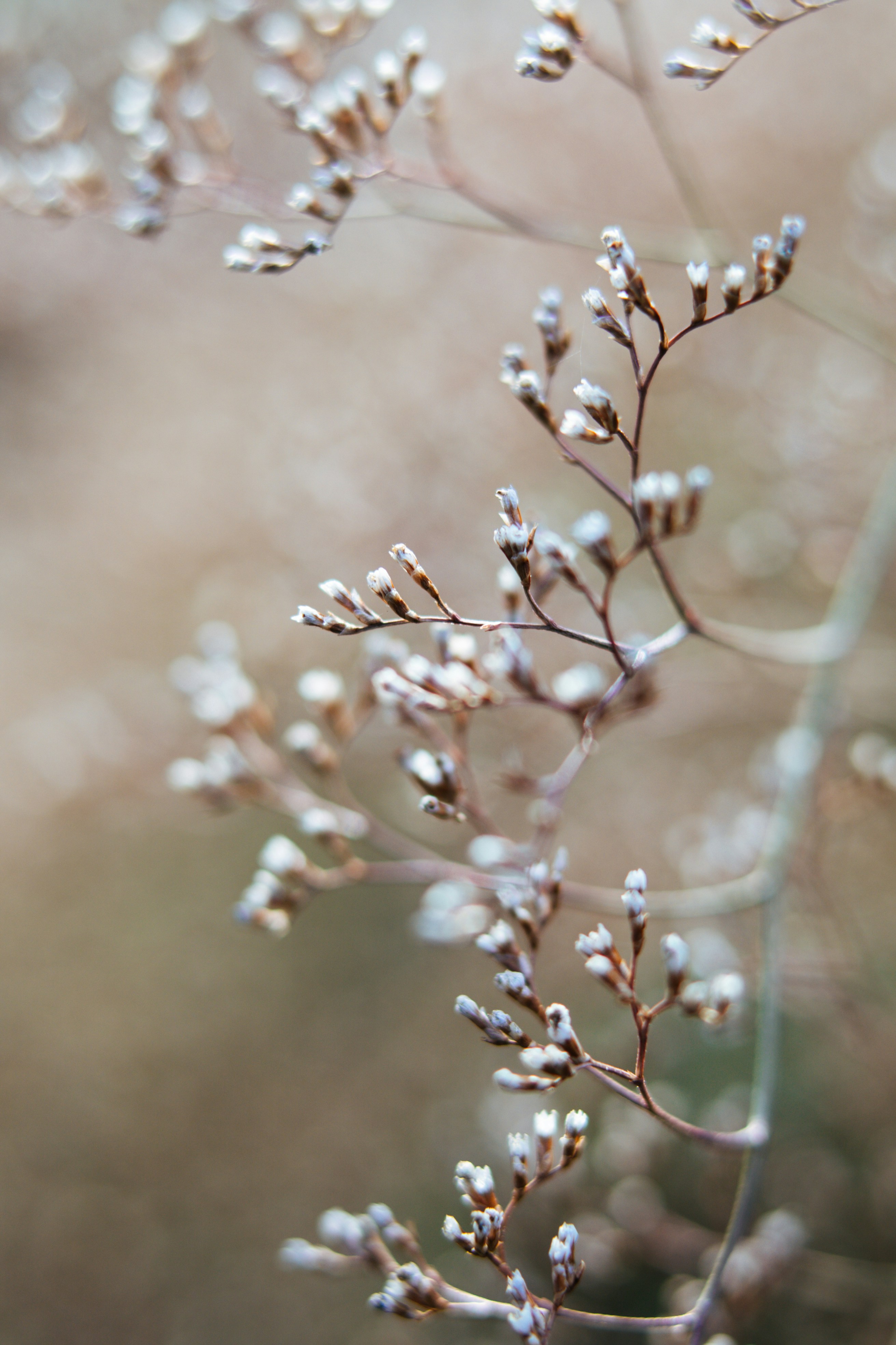 Fine, fragile branches adorned with tiny buds against a softly blurred background, showcasing the beauty of nature's subtleties.