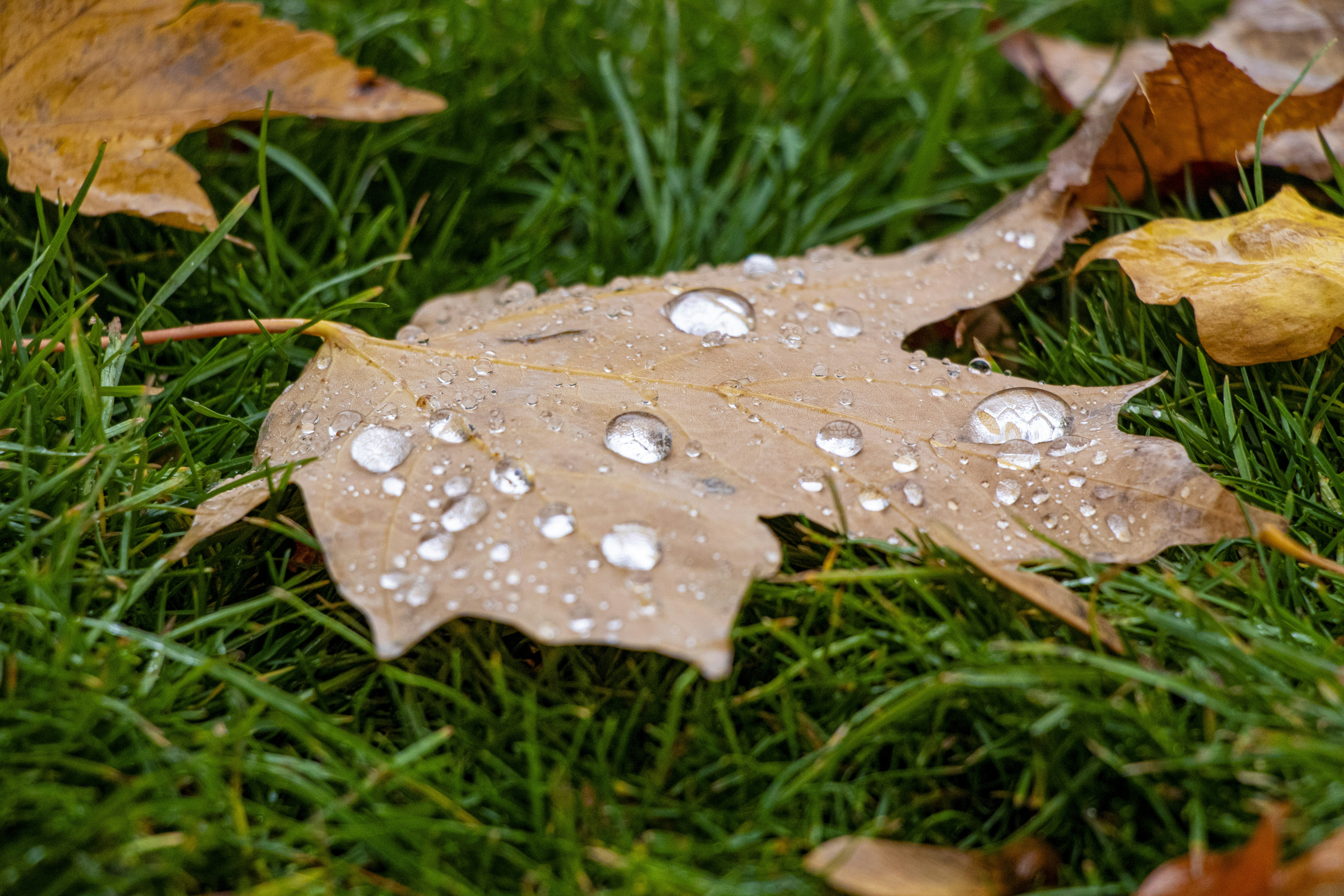 A close-up of a fallen leaf adorned with droplets of water, resting on a bed of lush green grass.