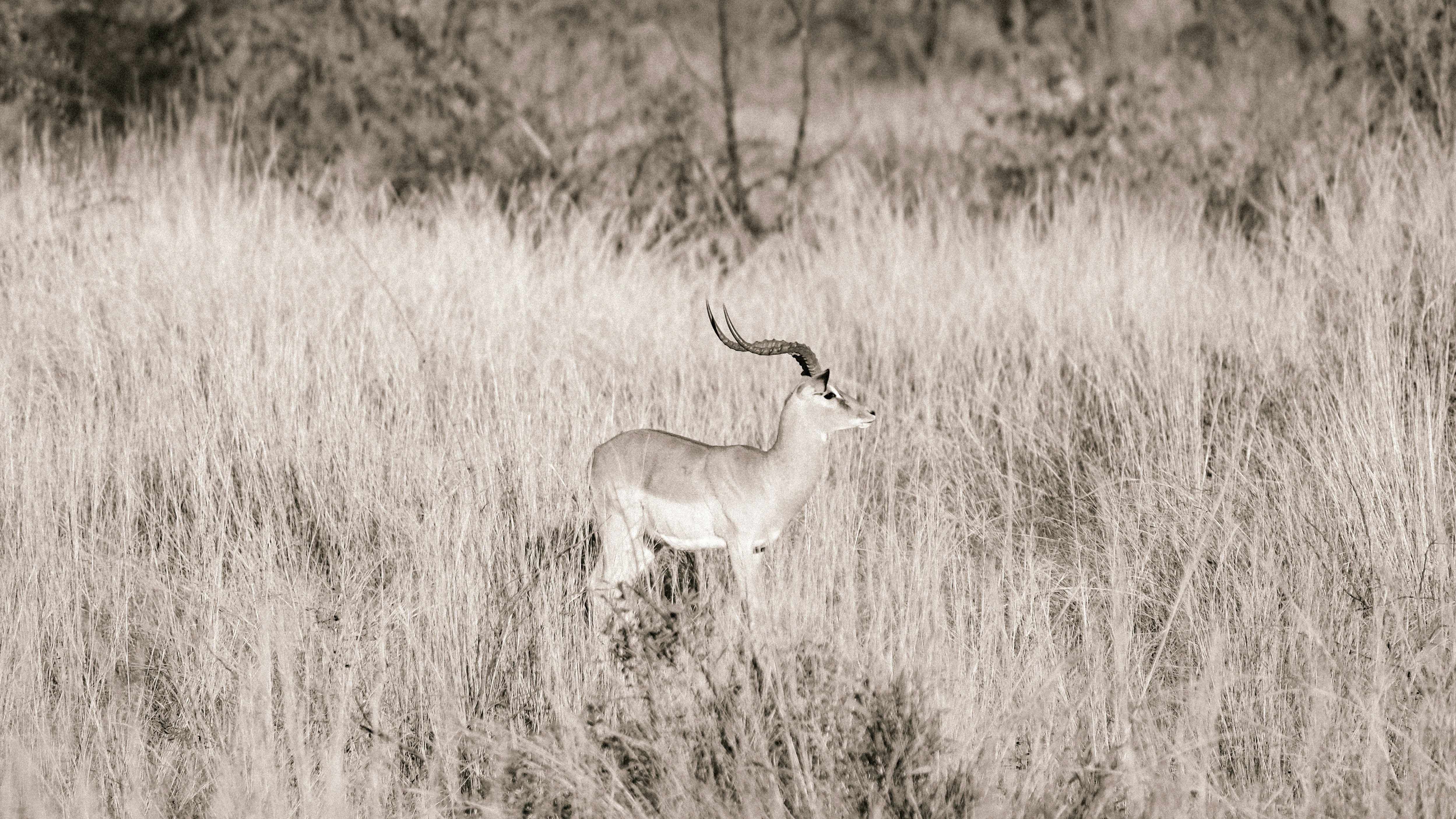 Antelope standing gracefully amidst tall grass in a serene landscape.