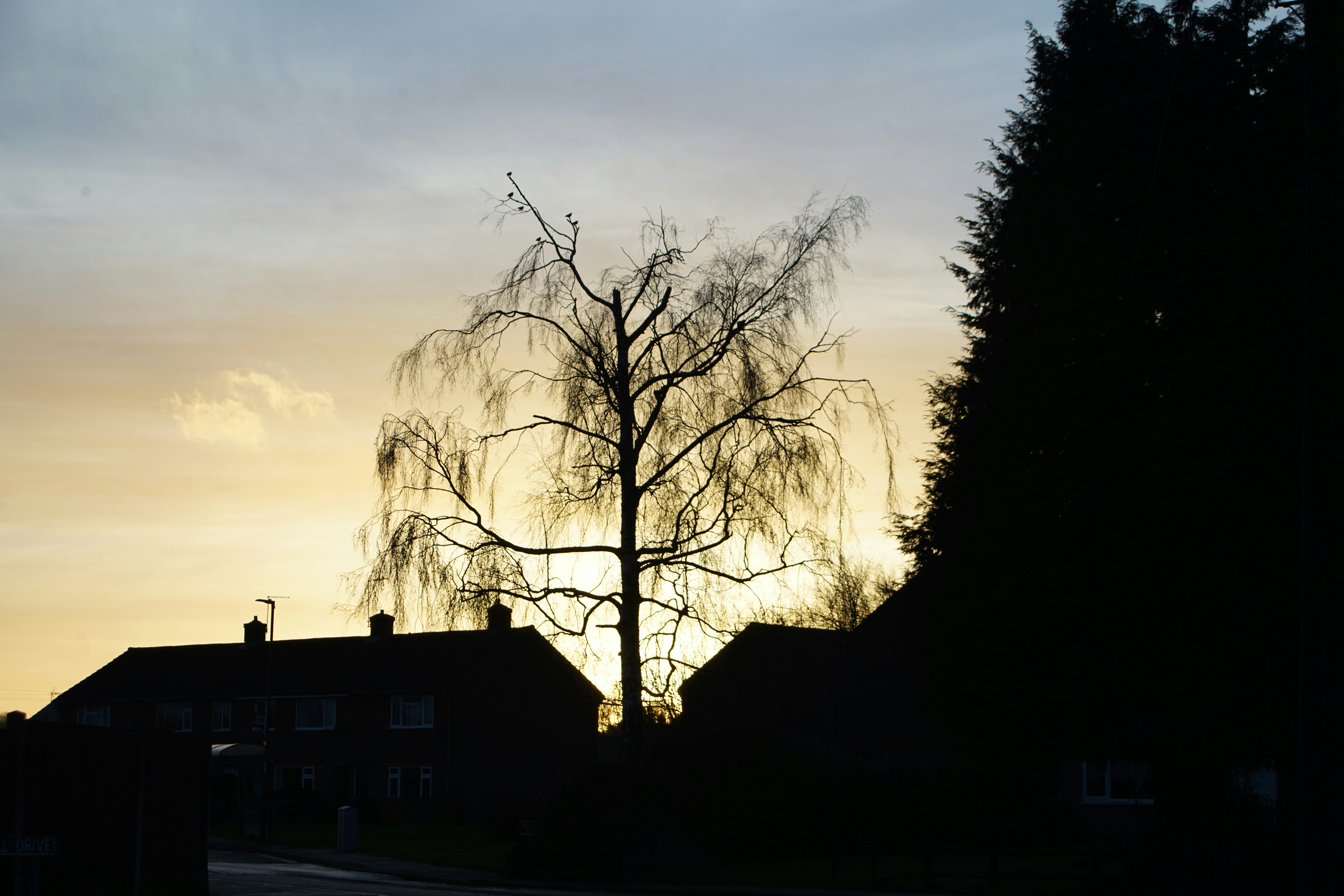 Whispers of Twilight: A Silhouette in Transition