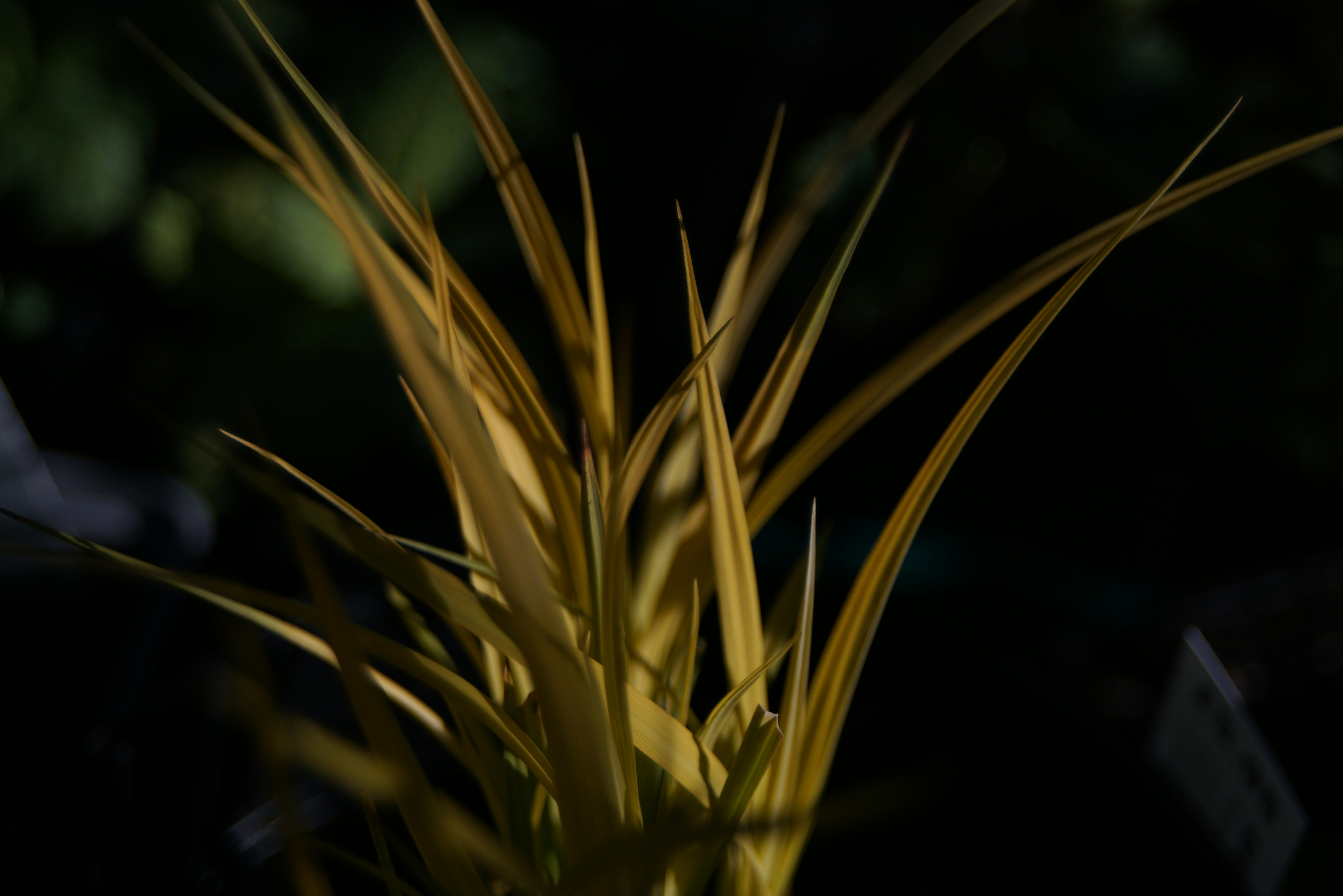 Golden Fronds in the Shadows