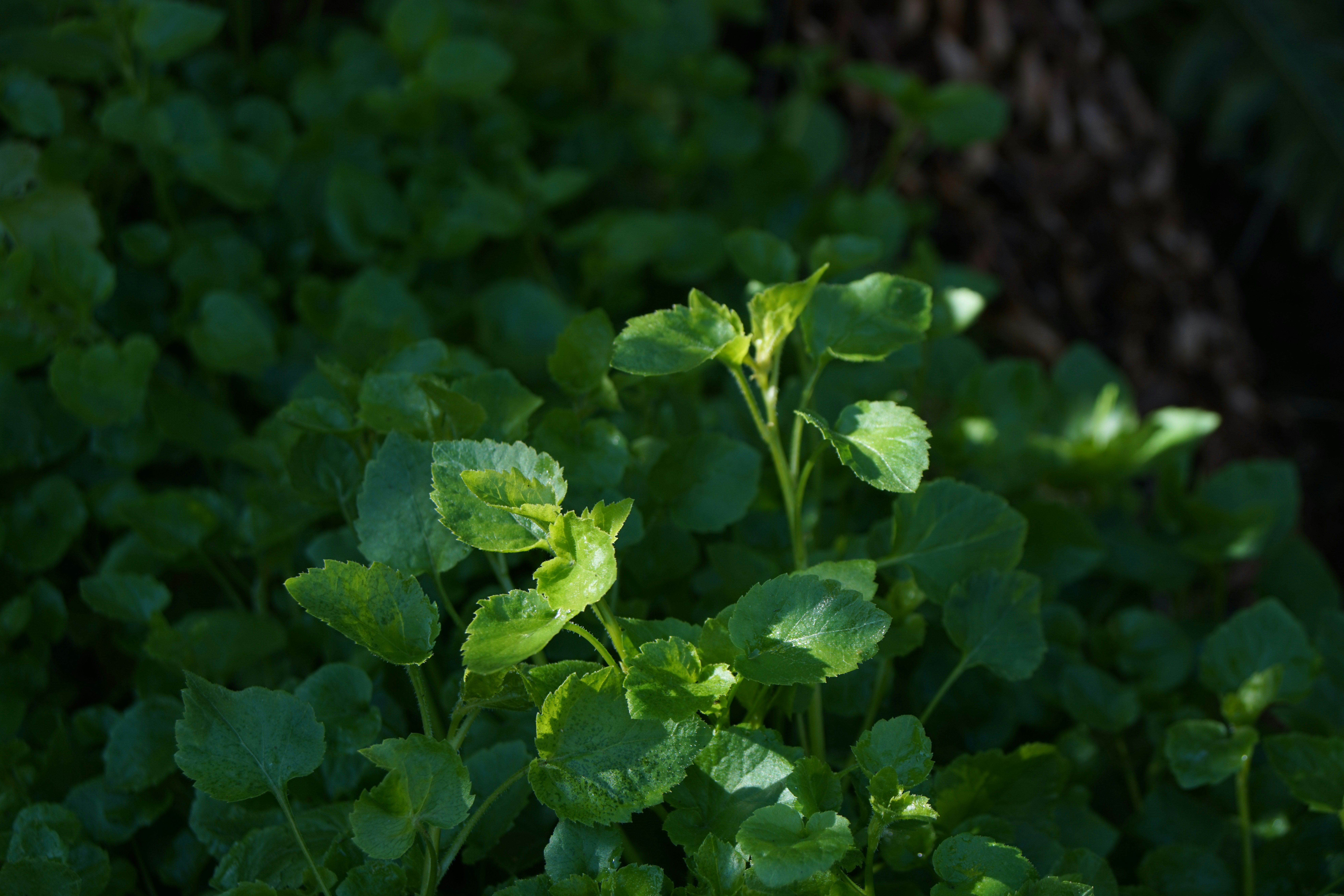 Emerald Canopy: Nature's Lush Embrace