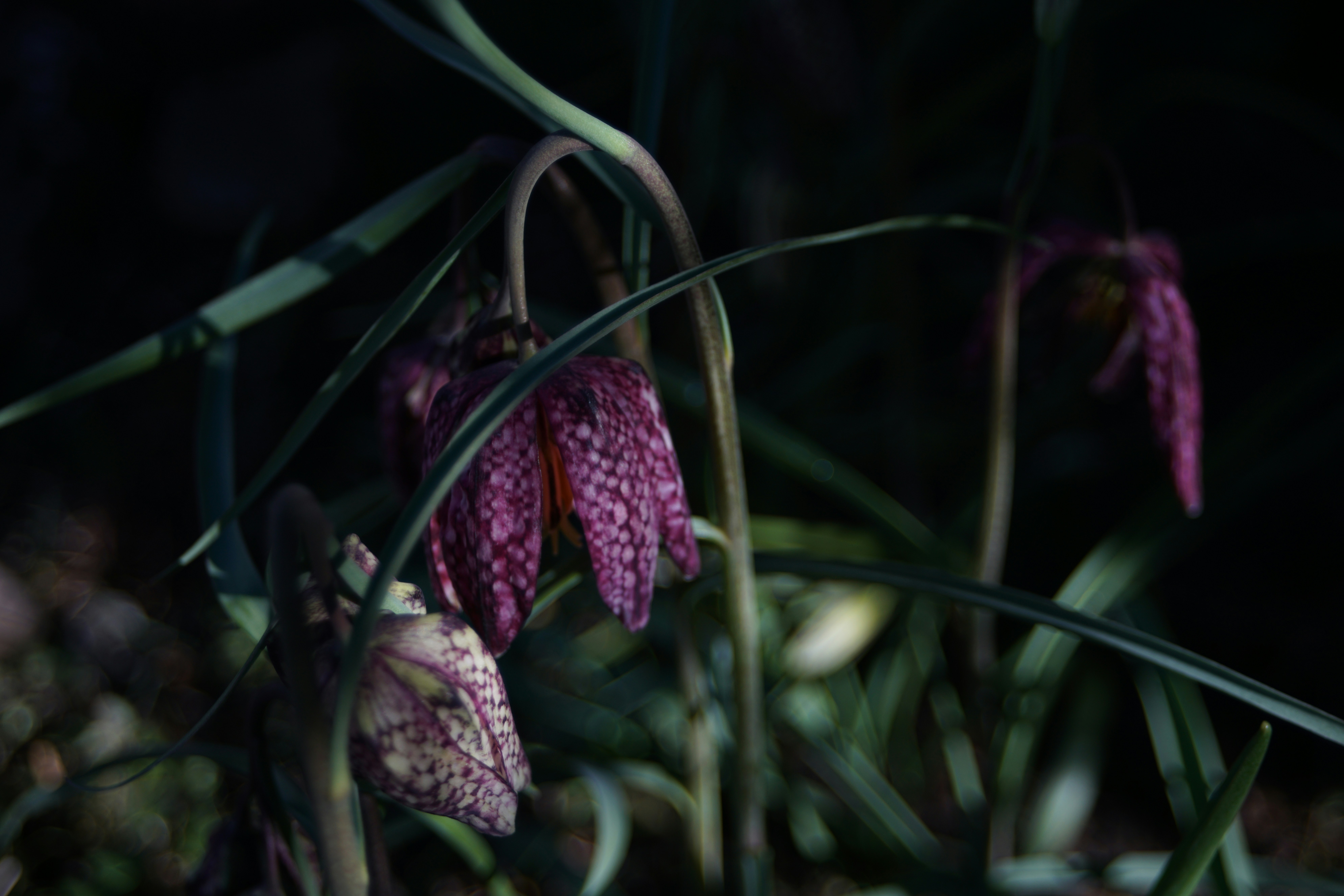 Whispers of the Fritillaria