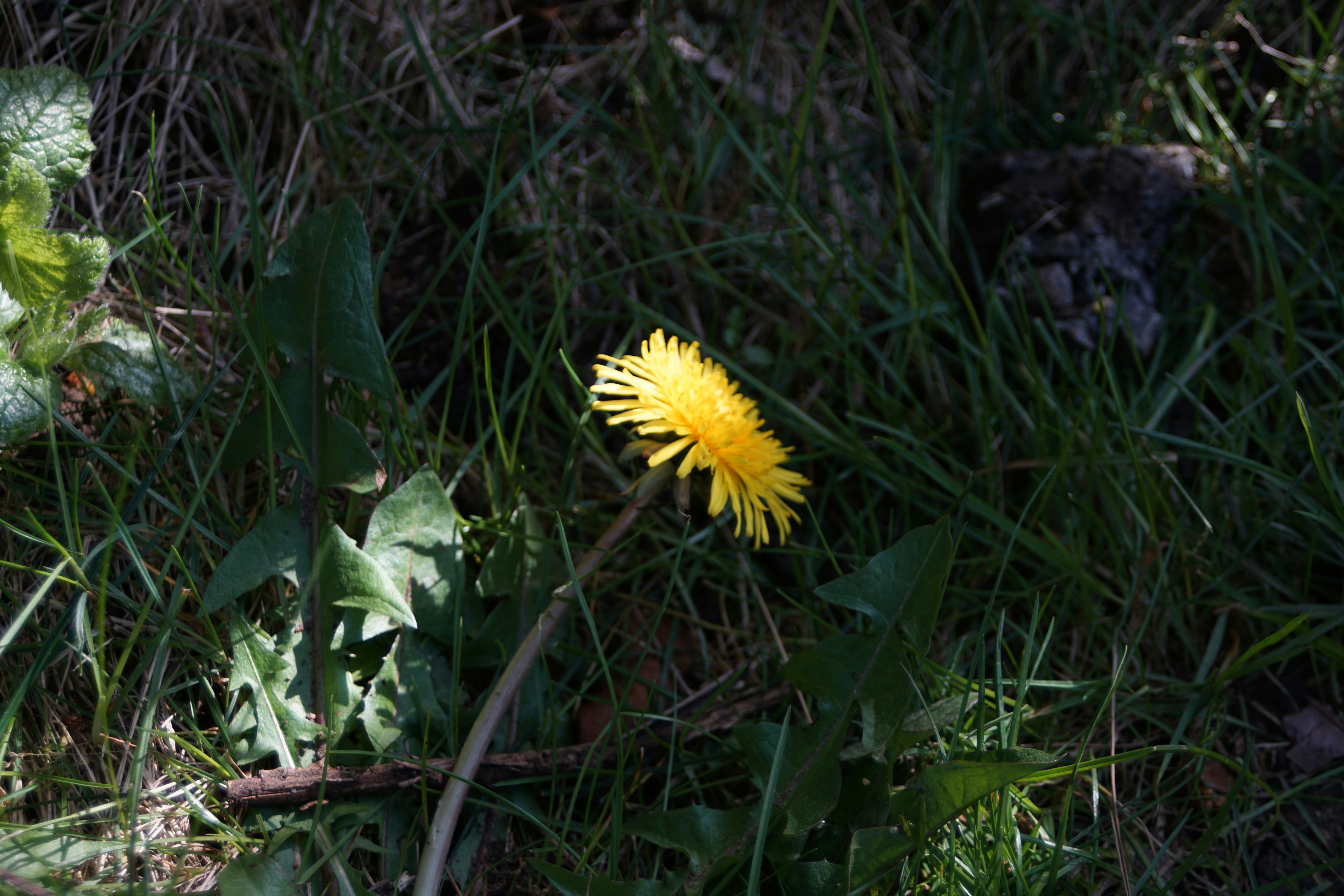 Gold Dandelion in a Quiet Meadow of Shadow and Light