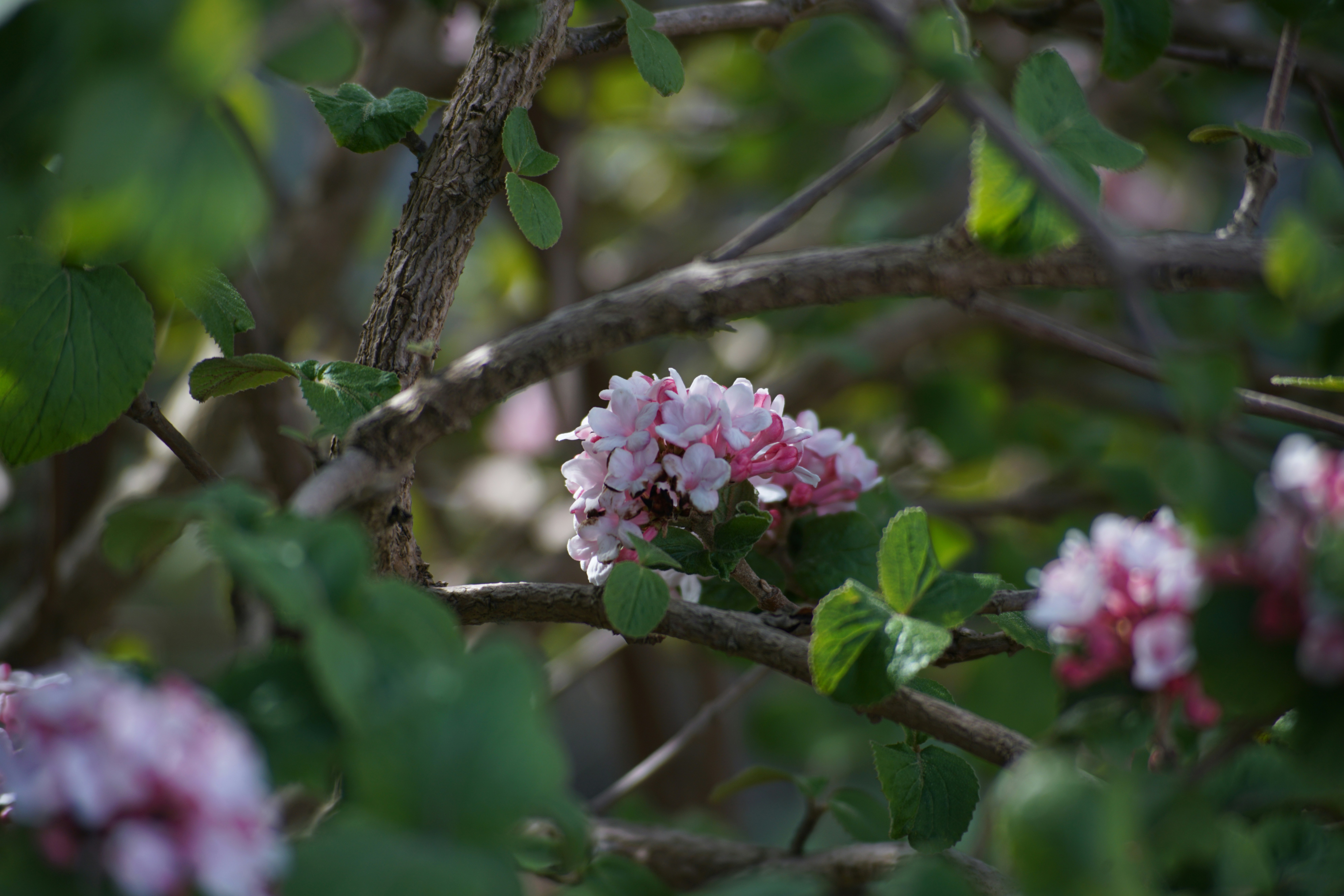 Whispers of Spring: Blossoms Amidst the Greenery