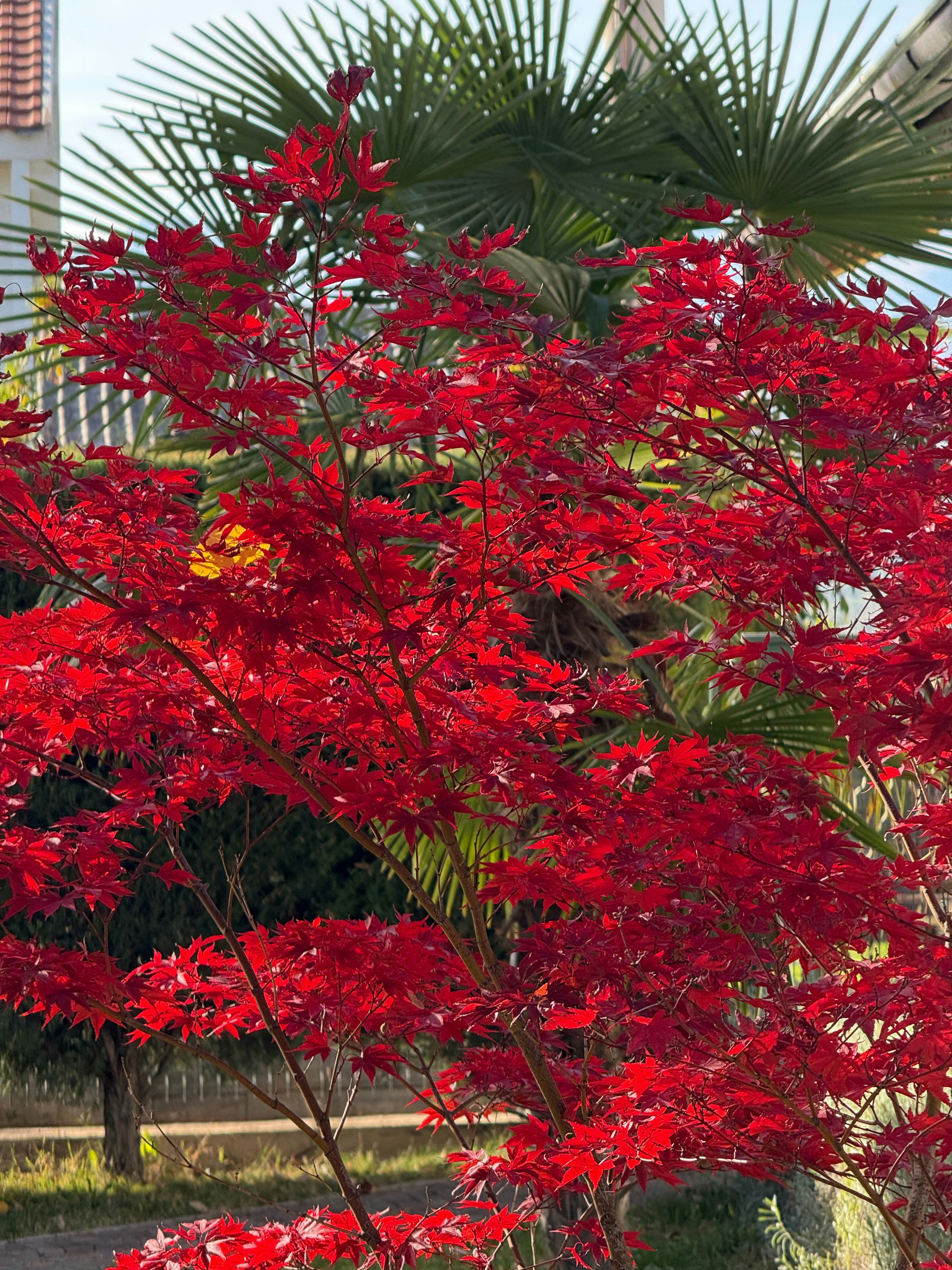 Crimson Canopy: Nature's Fiery Palette