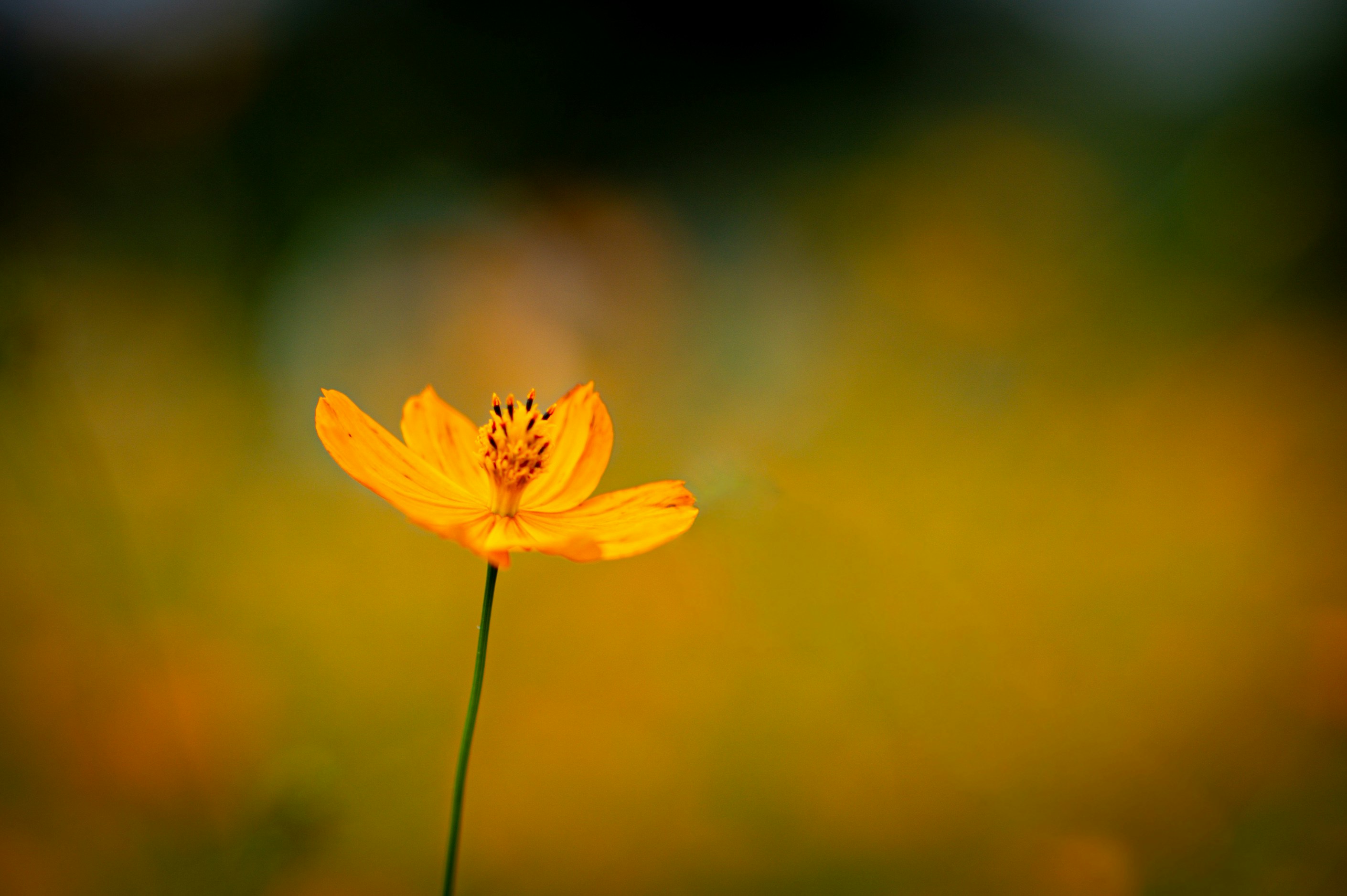 Golden Blossom Amidst a Sea of Sunshine