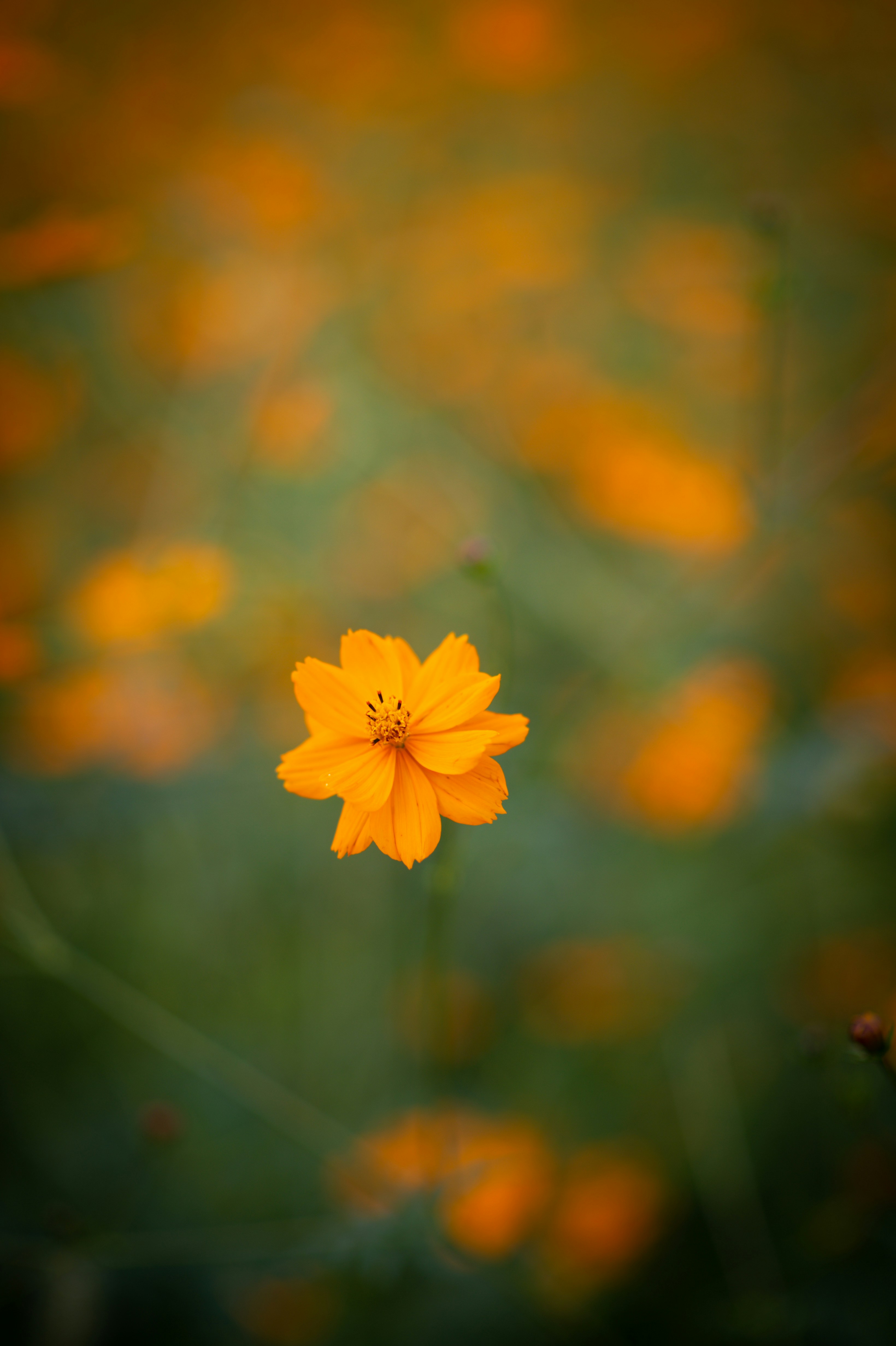 Golden Petals Amidst a Sea of Sunshine