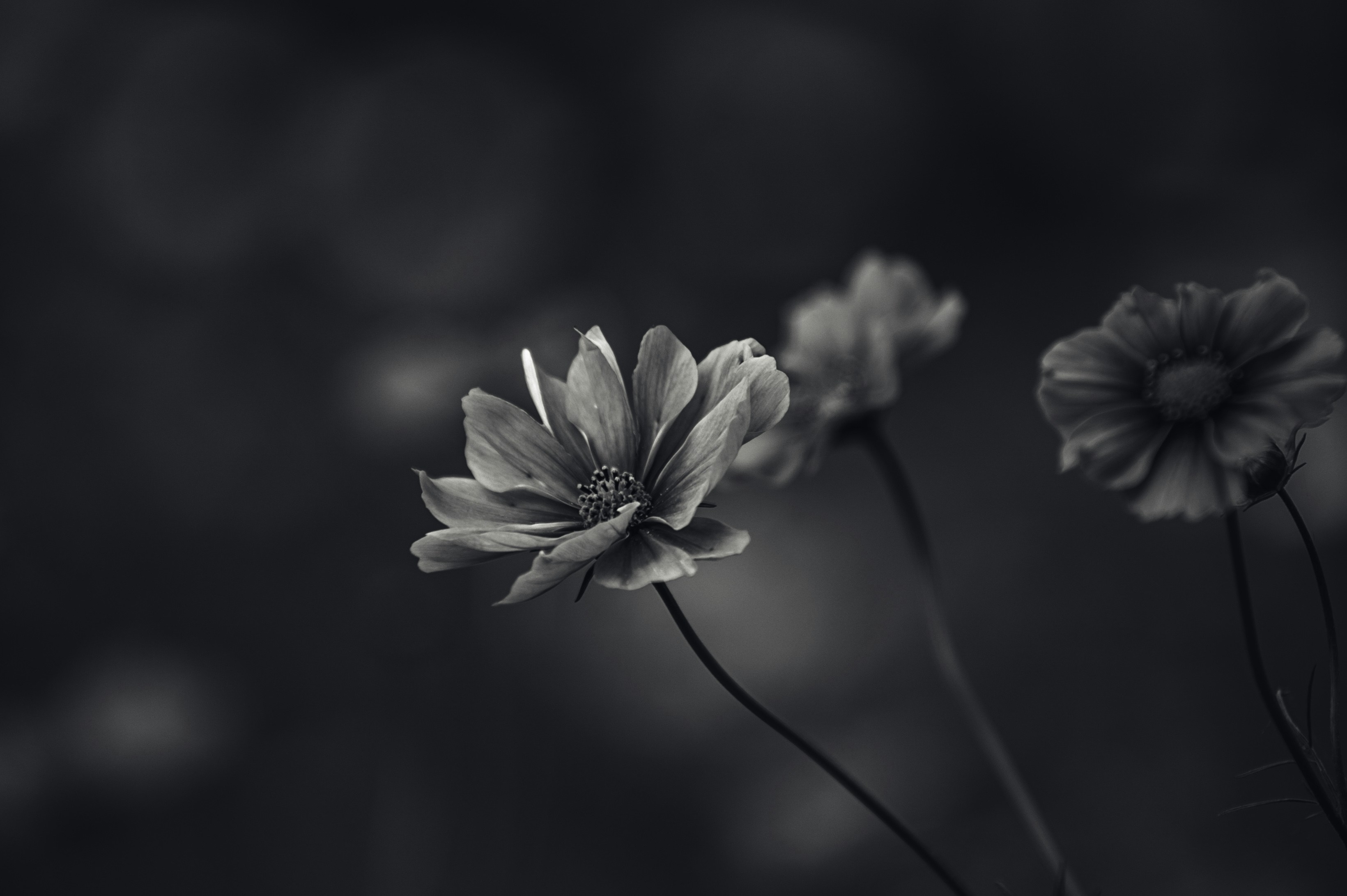Three delicate flowers bloom in soft focus. photo – Free Flower Image ...