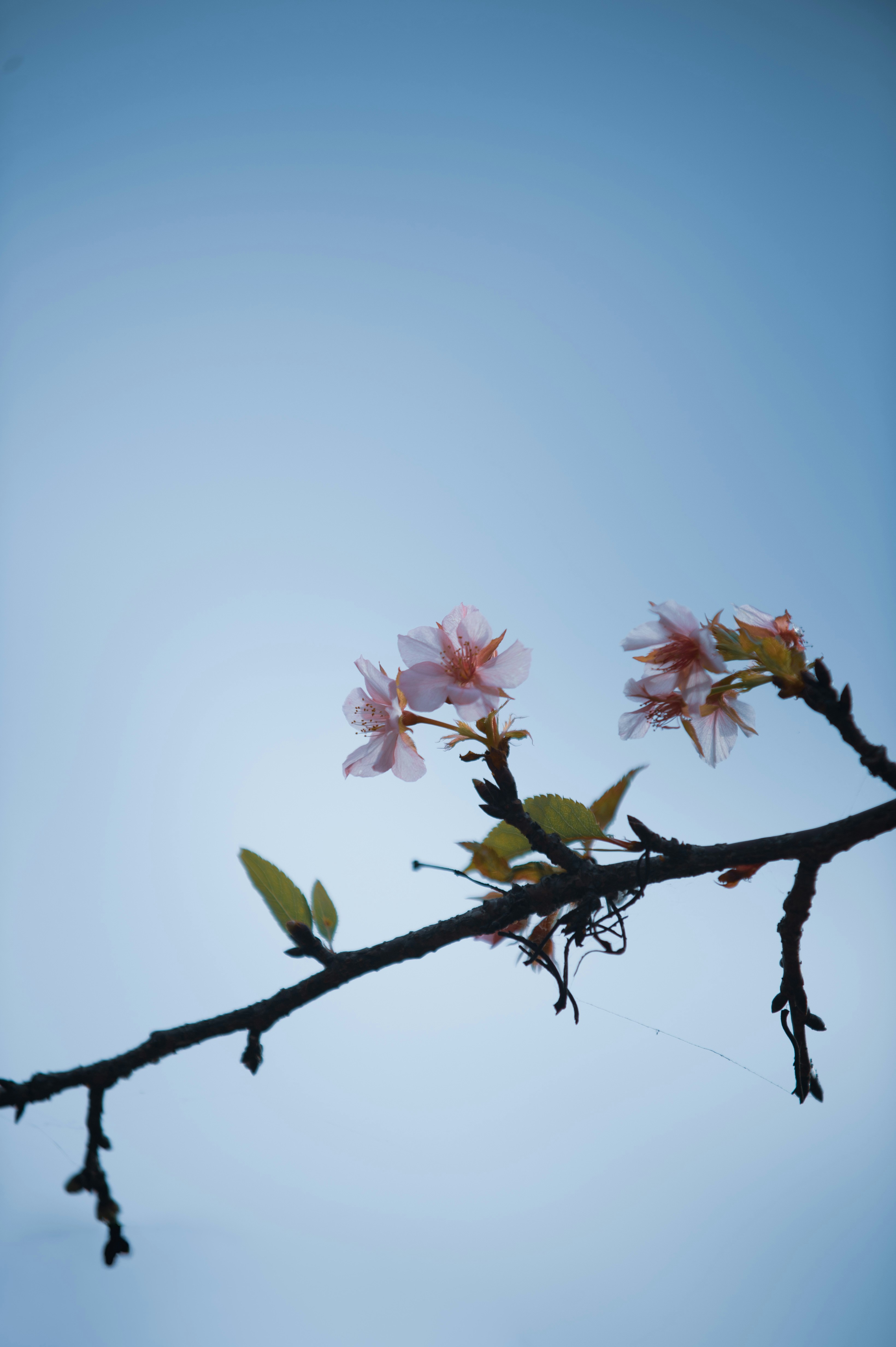Whispers of Spring: Cherry Blossom Elegance
