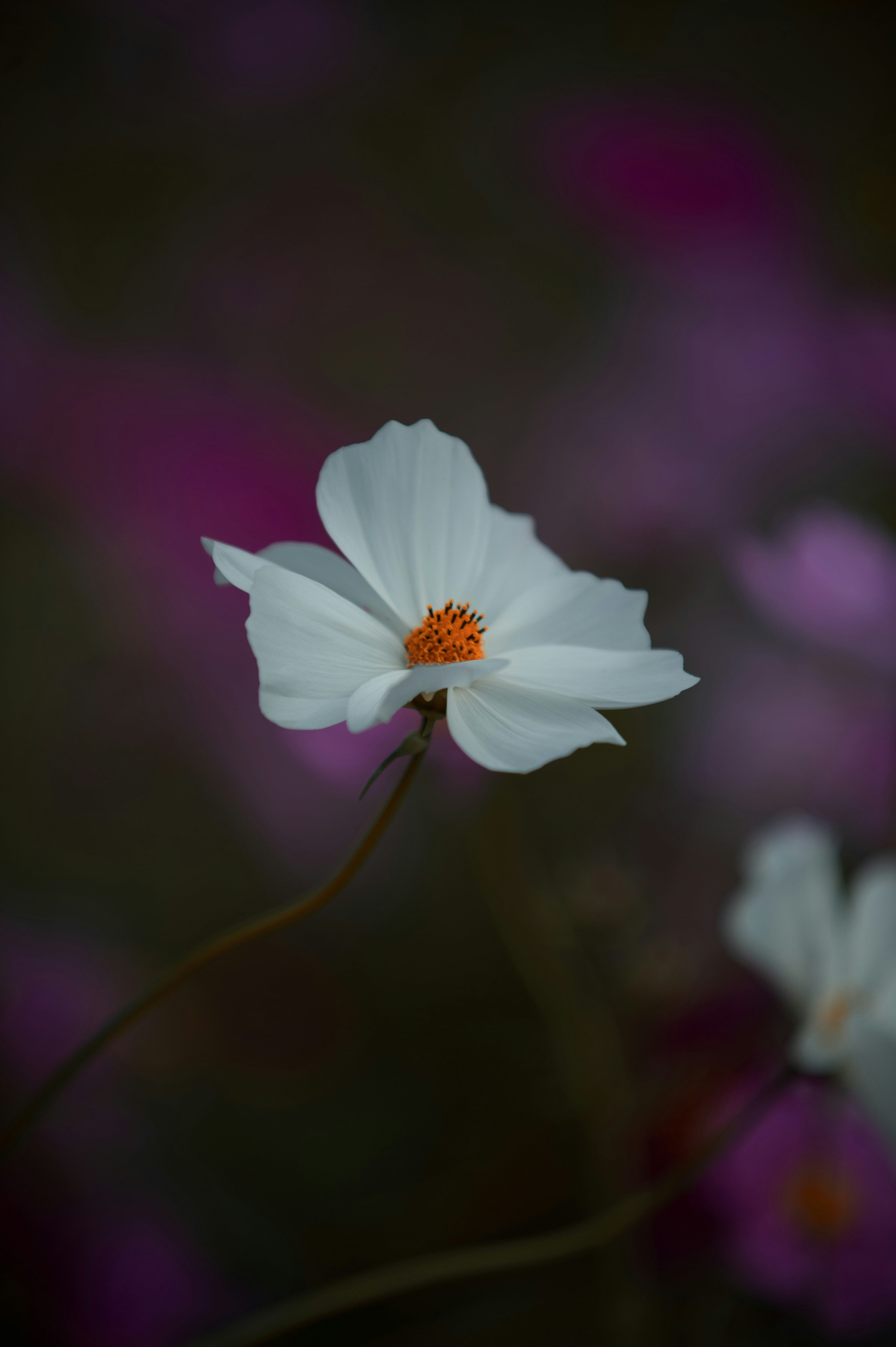 Whispers of Nature: The Delicate Bloom